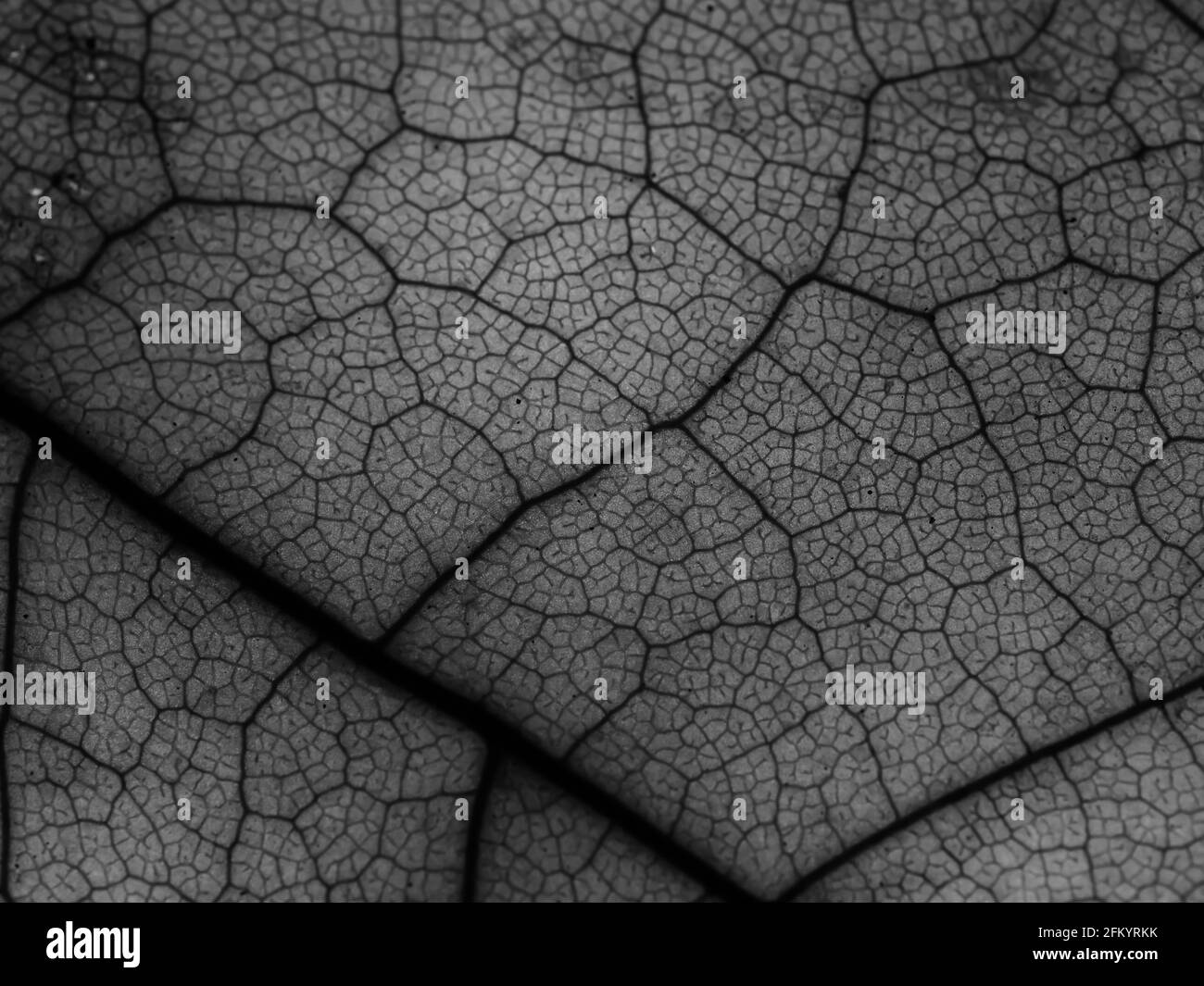 Grayscale macro shot of a maple leaf with a focus on black tiny veins Stock Photo - Alamy