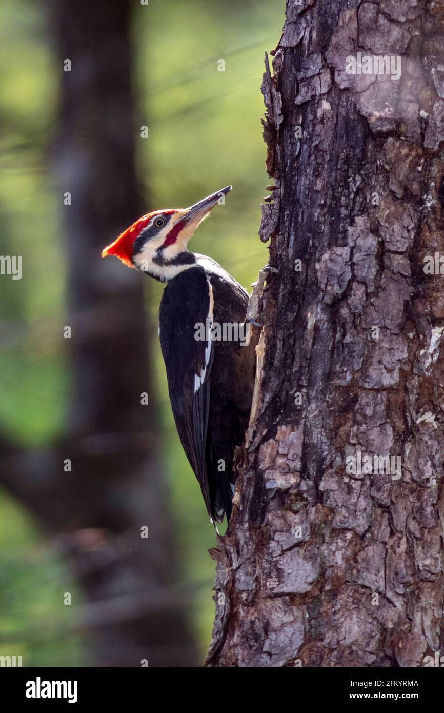 North american woodpeckers hi-res stock photography and images - Alamy