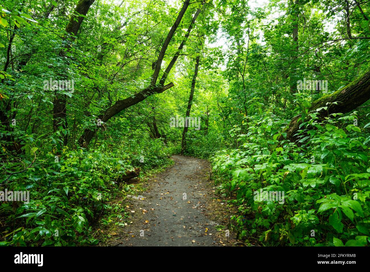 Pathway through beautiful summer forest with different trees Stock ...