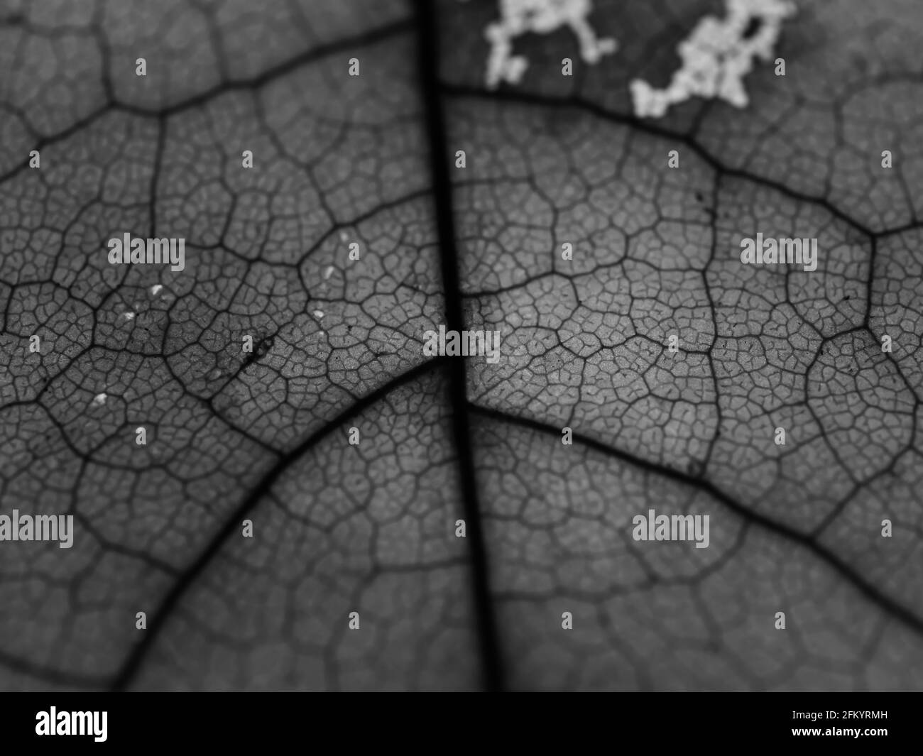 Grayscale texture of a damaged leaf Stock Photo - Alamy