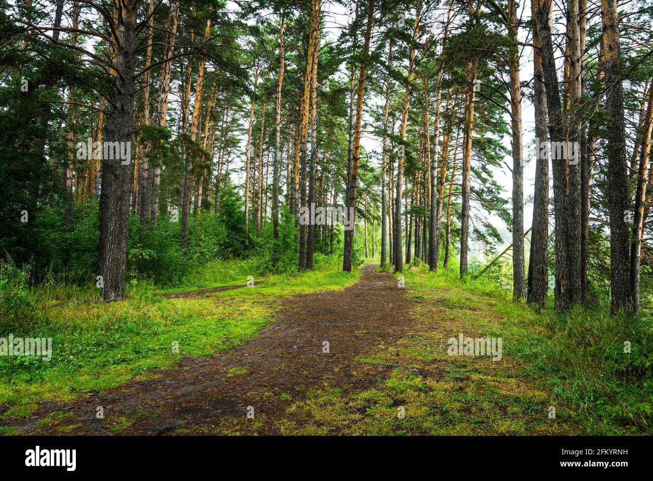 Pathway through beautiful summer forest with different trees Stock ...