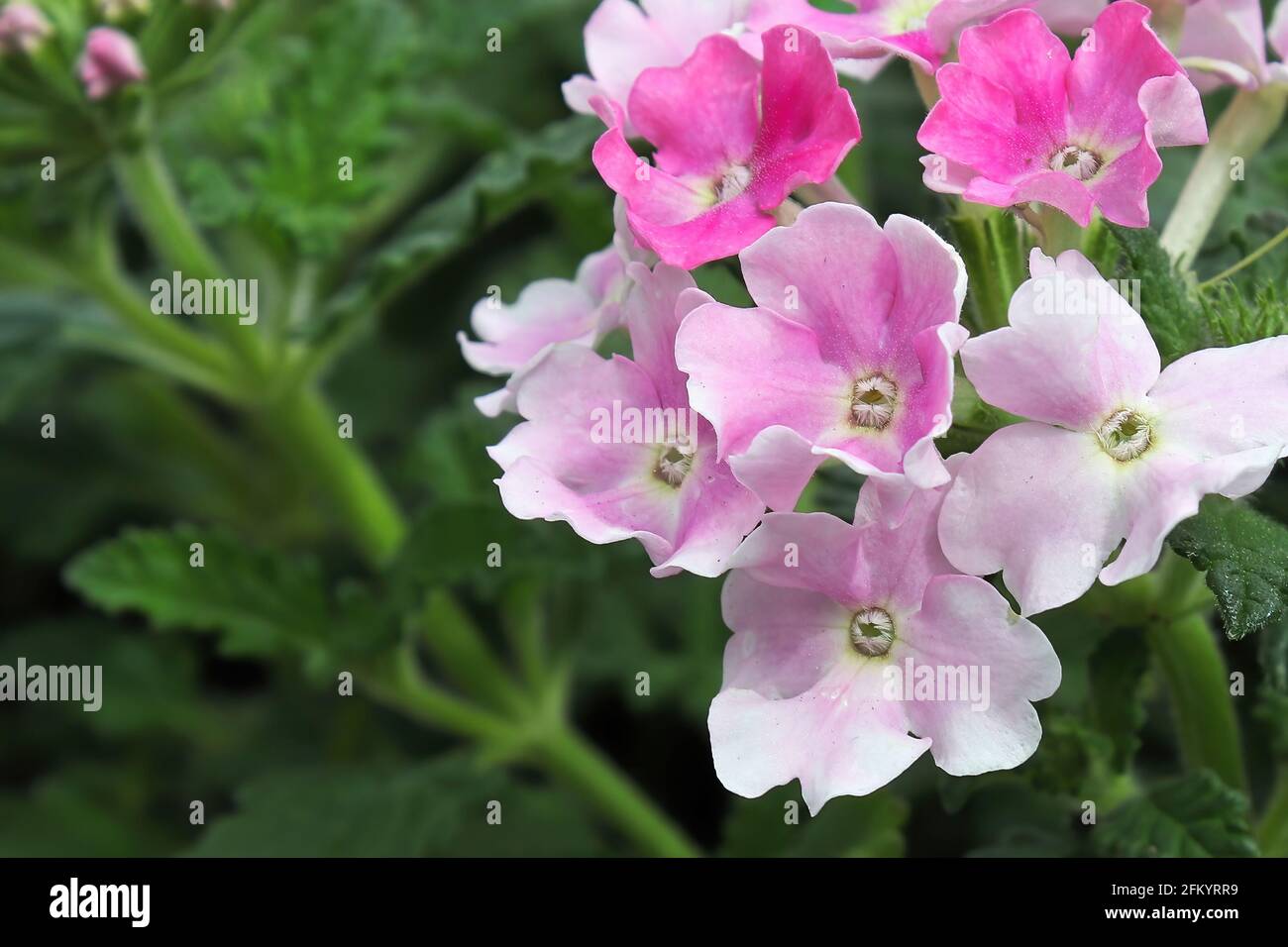 Macro verbena officinalis hi-res stock photography and images - Alamy