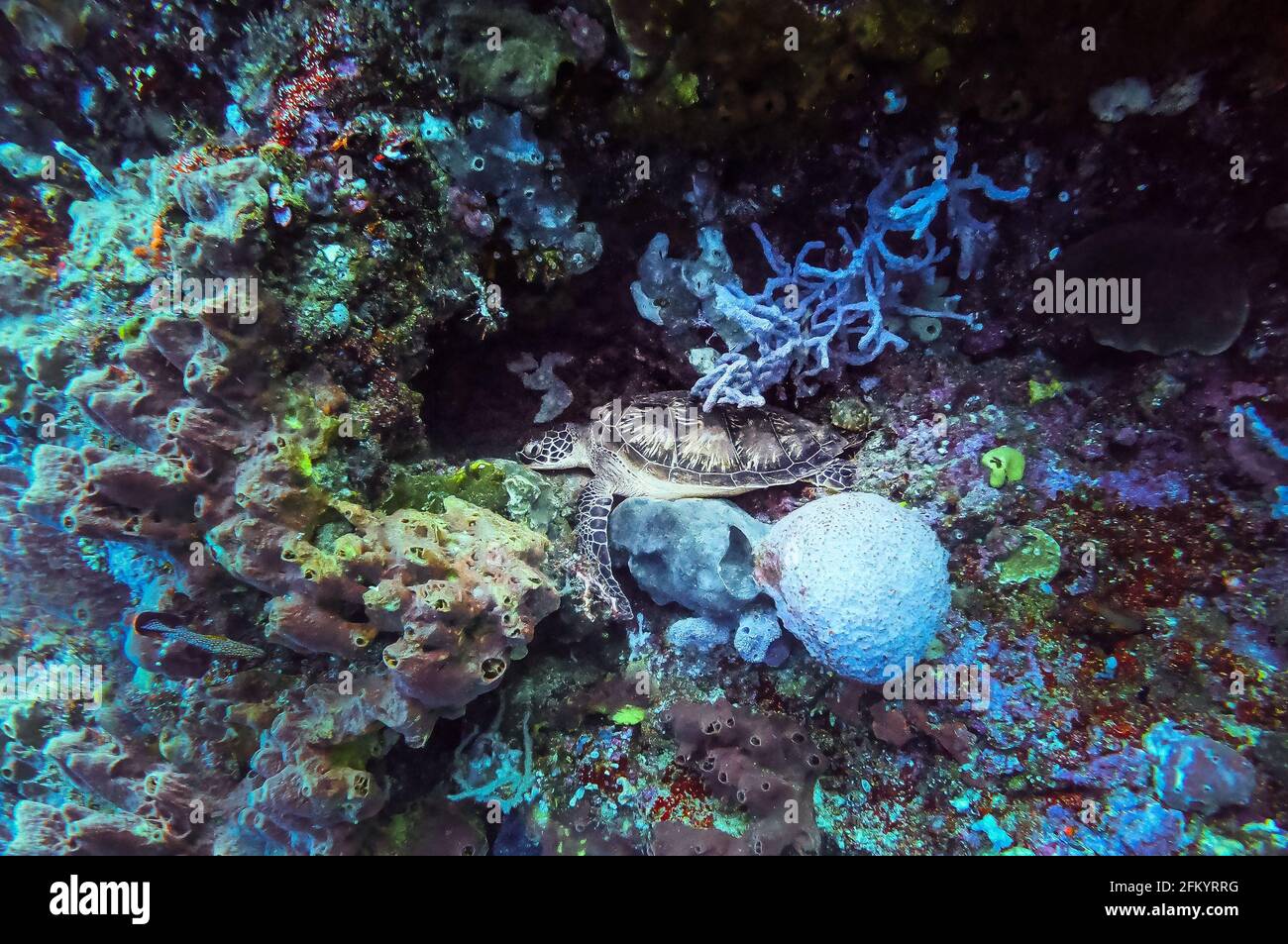 Beautiful shot of sea turtle hiding on coral reefs under the ocean ...