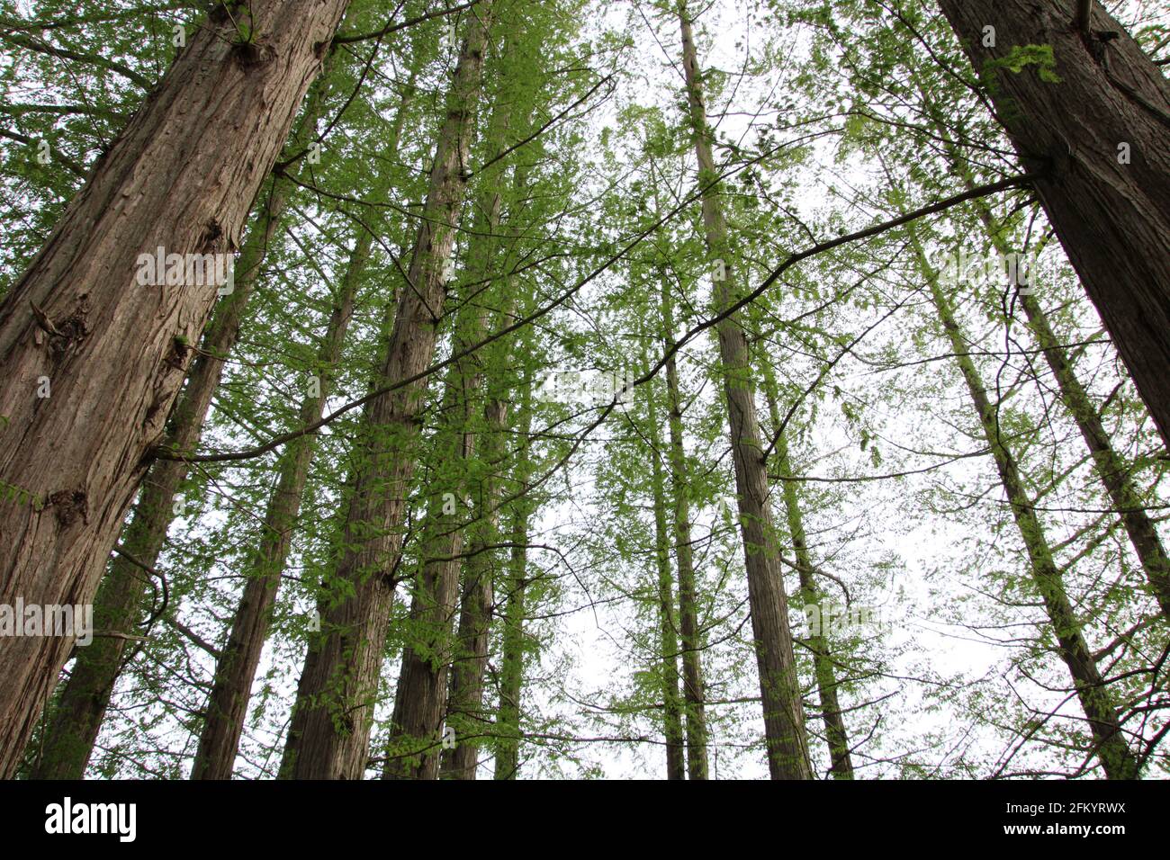 Tall straight trunks trees in hi-res stock photography and images - Alamy