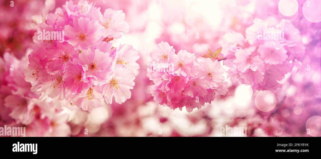 Beautiful nature scene with blooming flowers tree Stock Photo - Alamy