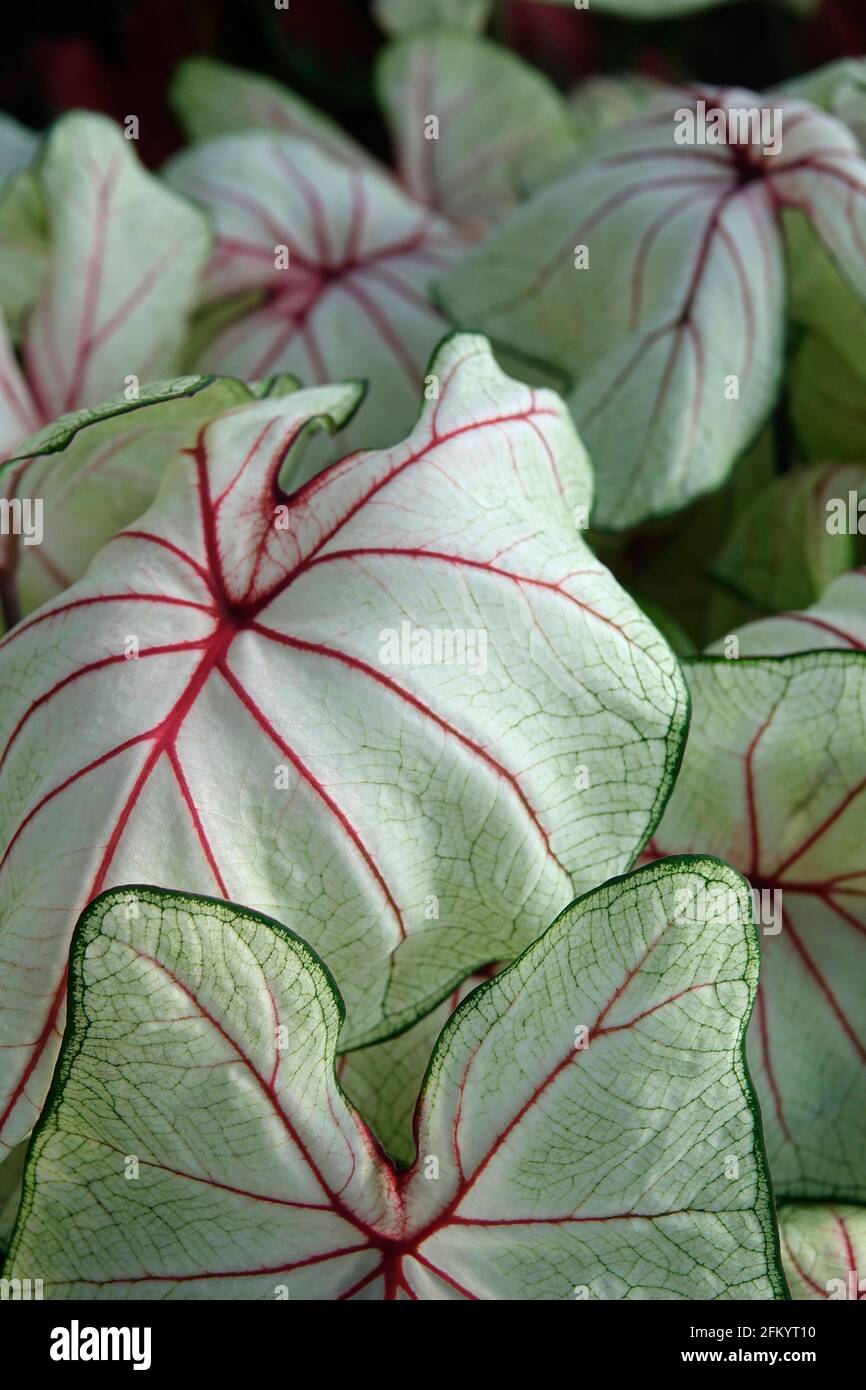 White Queen Caladium Bi-color Foliage Plants Stock Photo - Alamy