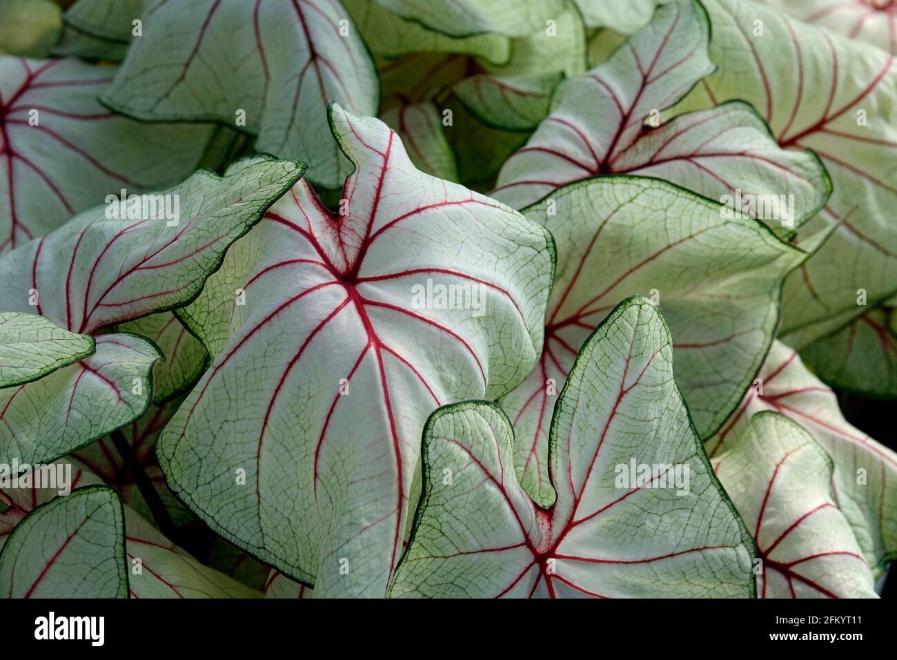White Queen Caladium Bi-color Foliage Plants Stock Photo - Alamy