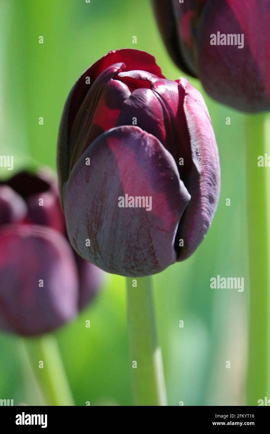 Best tulip photos hi-res stock photography and images - Alamy