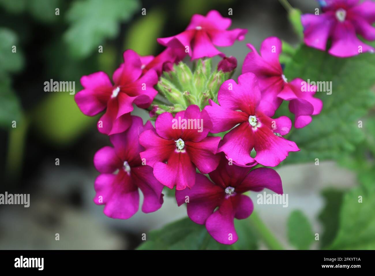 Macro verbena officinalis hi-res stock photography and images - Alamy