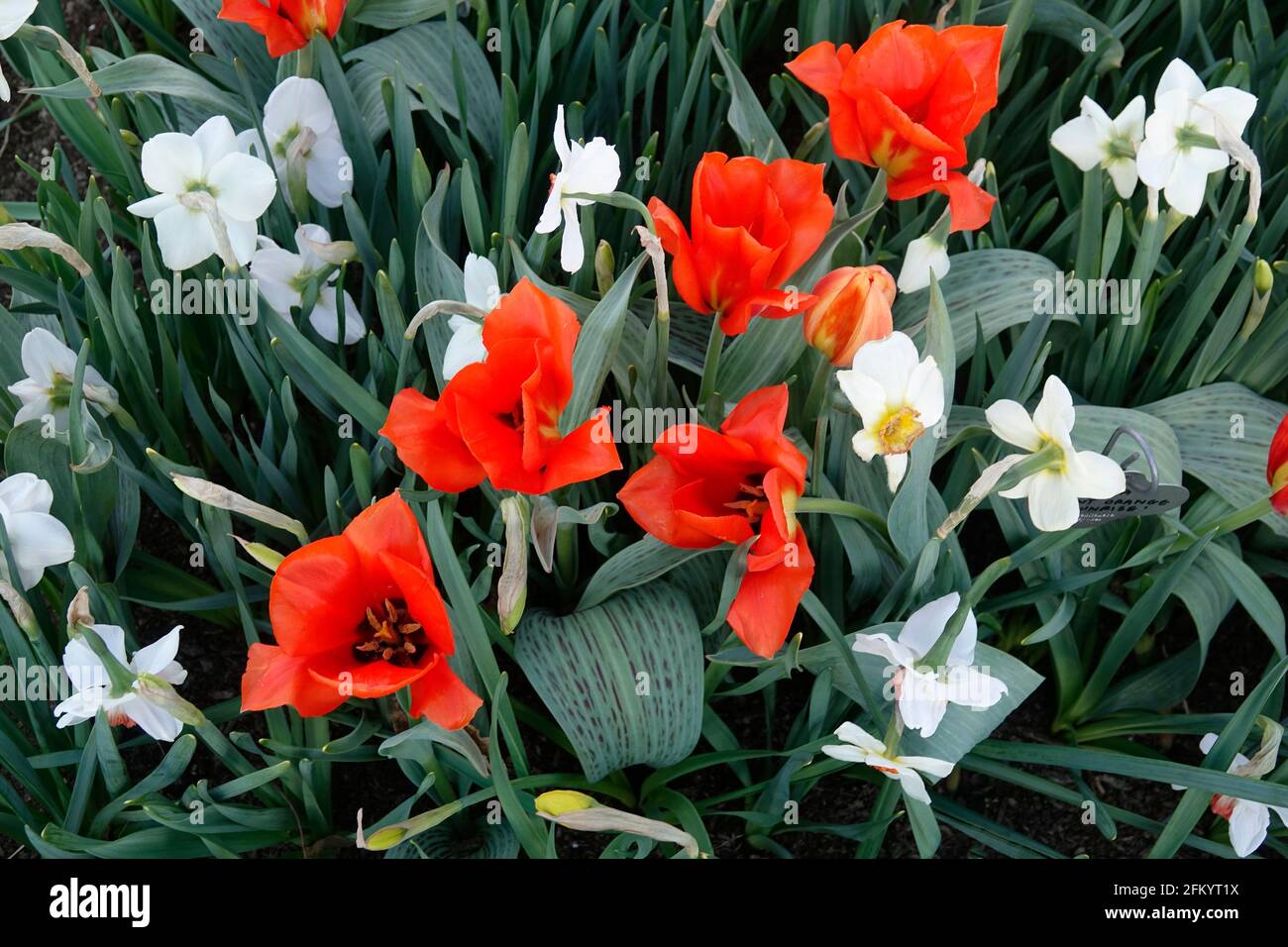 Purissima king hi-res stock photography and images - Alamy