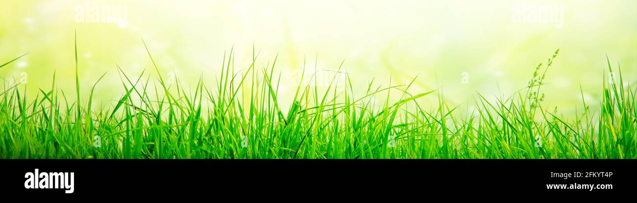 Grass flower field in spring background with sunlight Stock Photo - Alamy