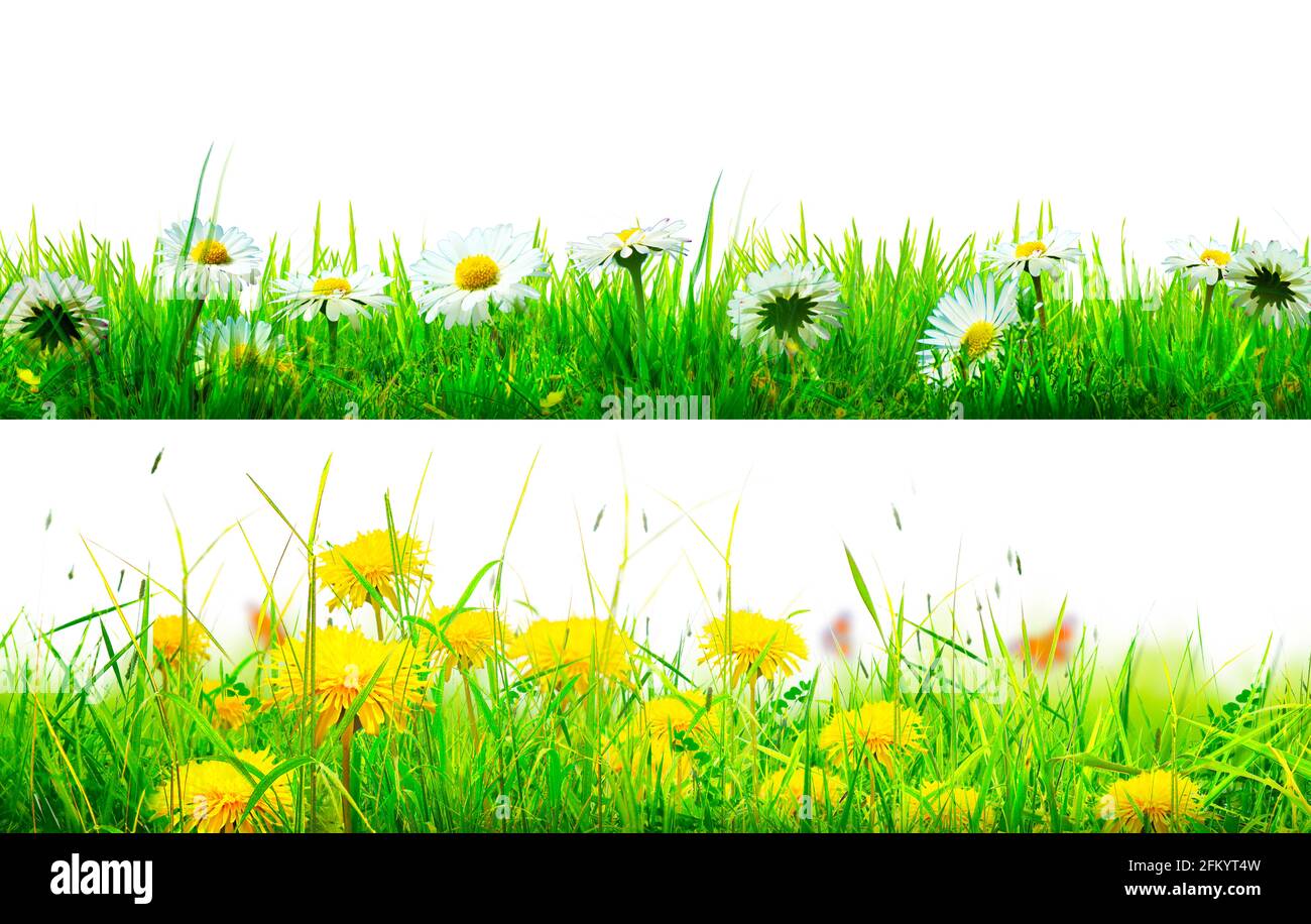 Grass flower field in spring background with sunlight Stock Photo - Alamy