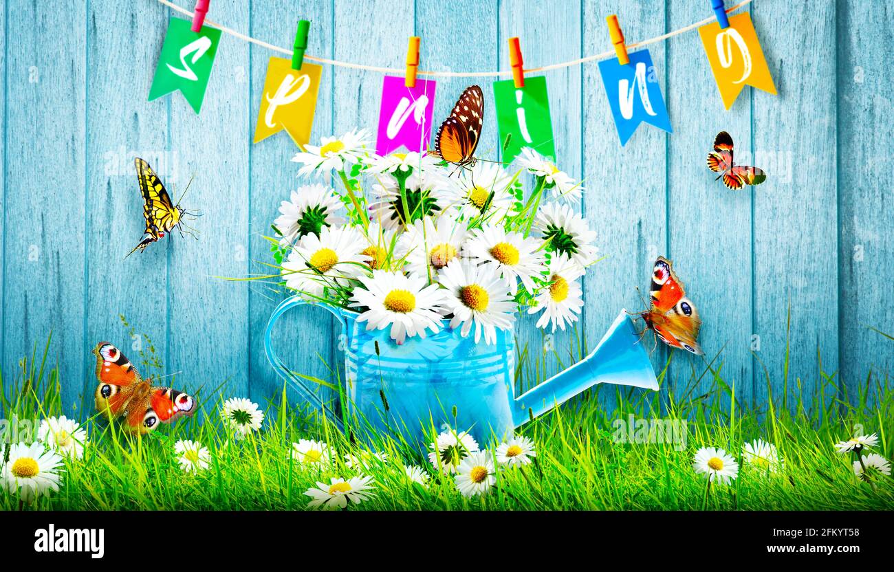 Spring flowers in watering can. Gardening tools and equipment Stock ...