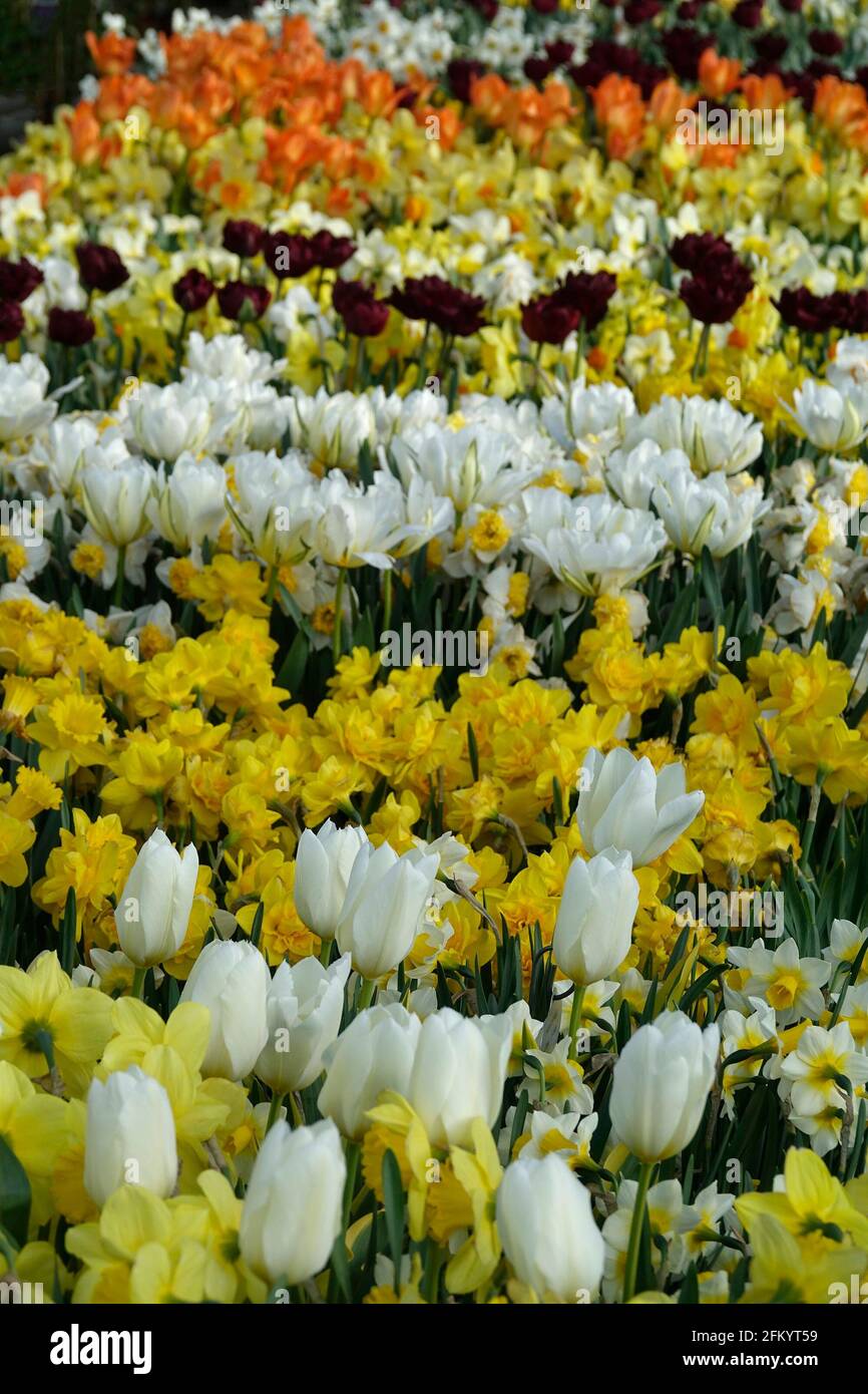 Triumph variety hi-res stock photography and images - Alamy