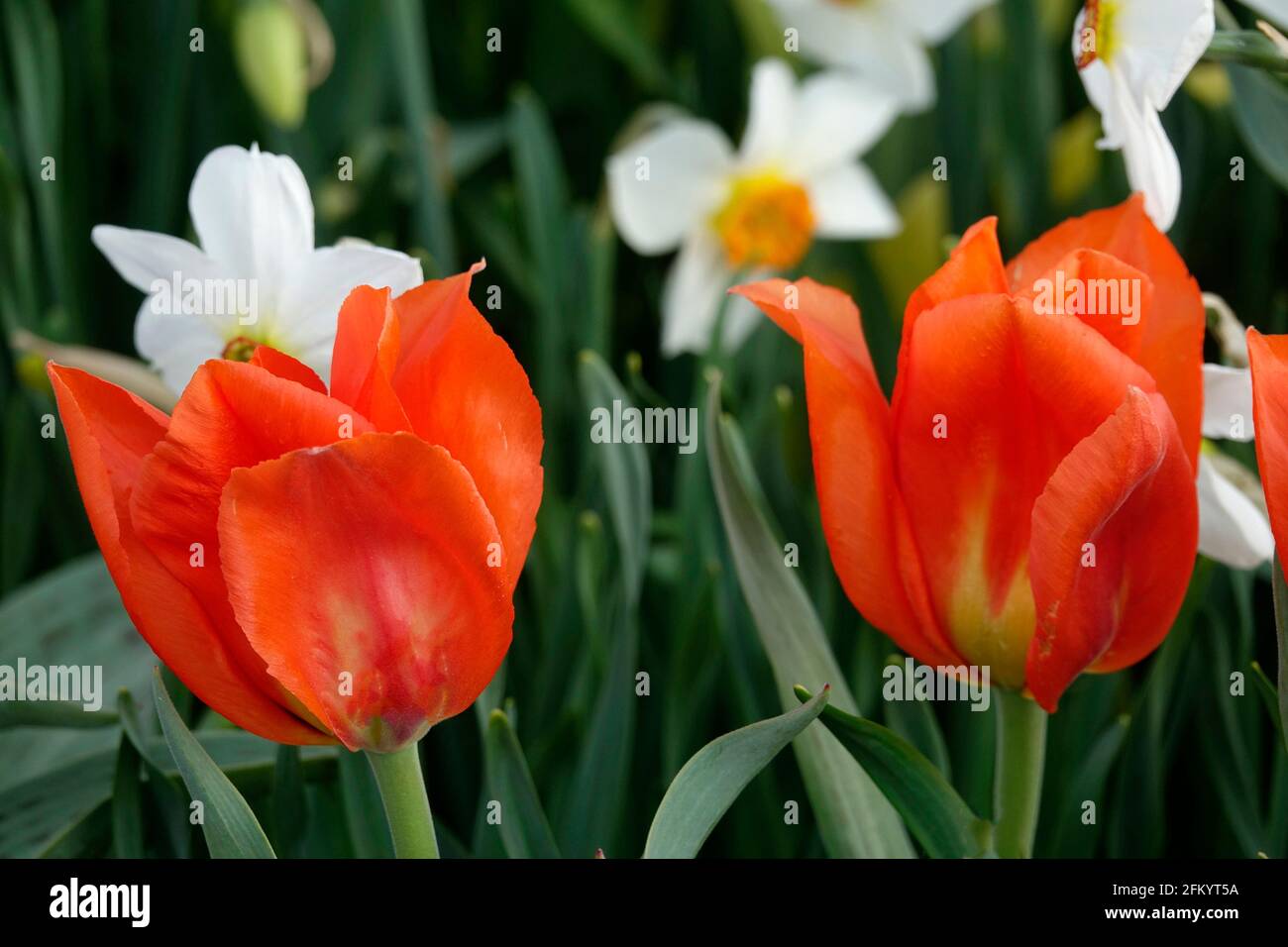 A Variety of Fiery Red Tulips with a Yellow Flame Base among Yellow and ...