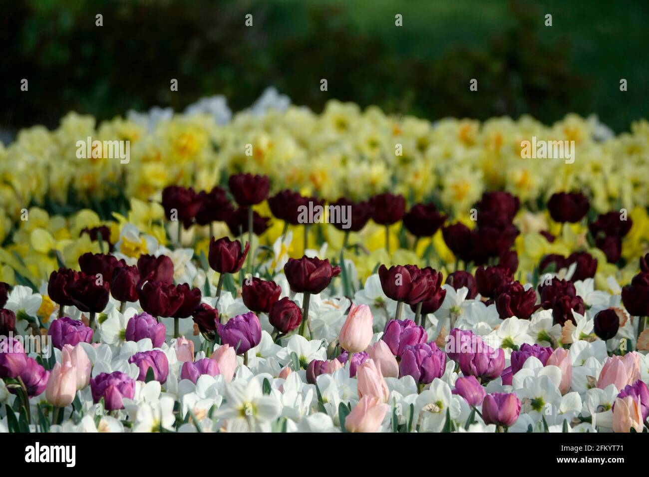 Triumph variety hi-res stock photography and images - Alamy