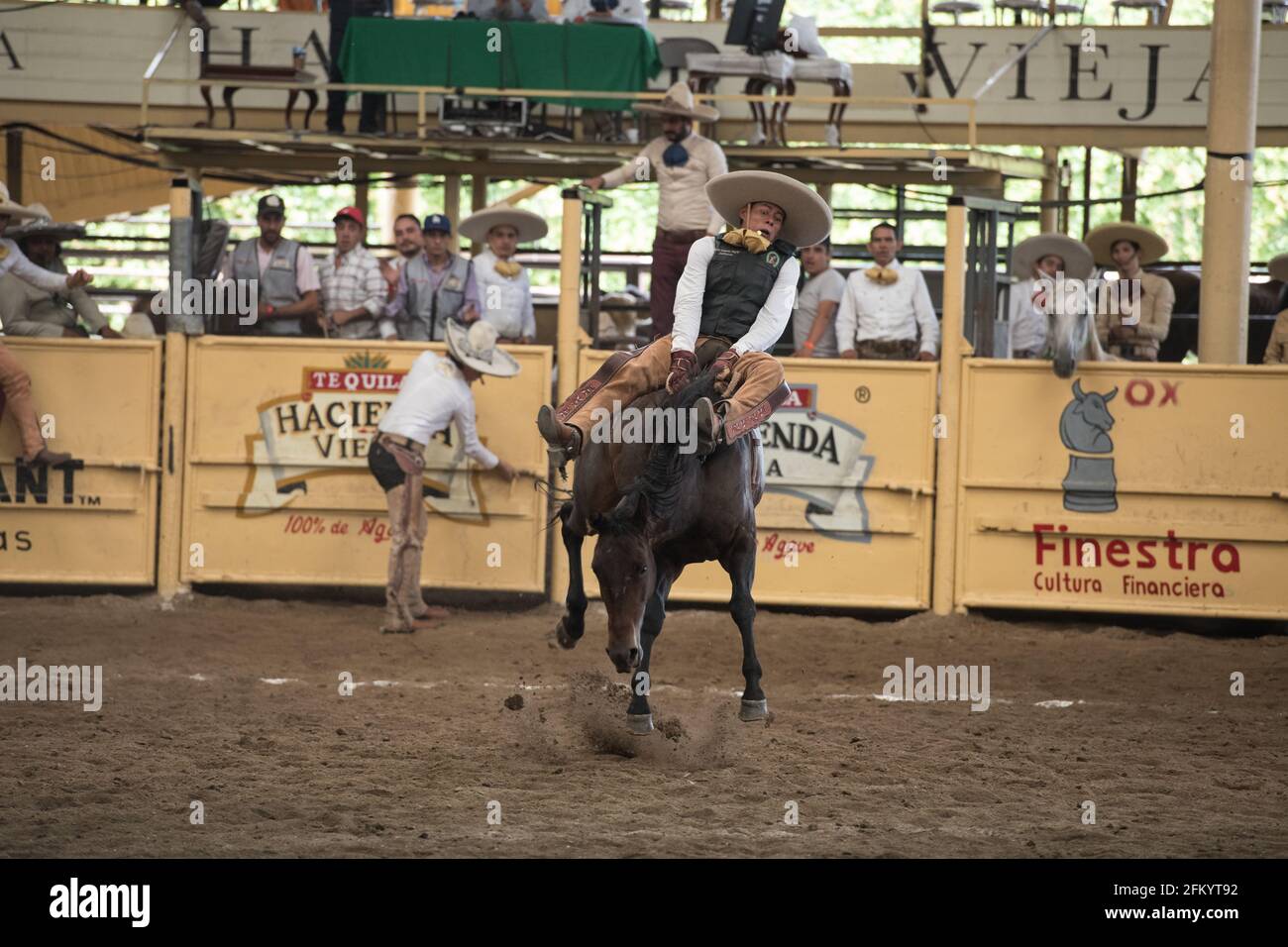 A charro showcases his skills in the thrilling bucking horse event at ...
