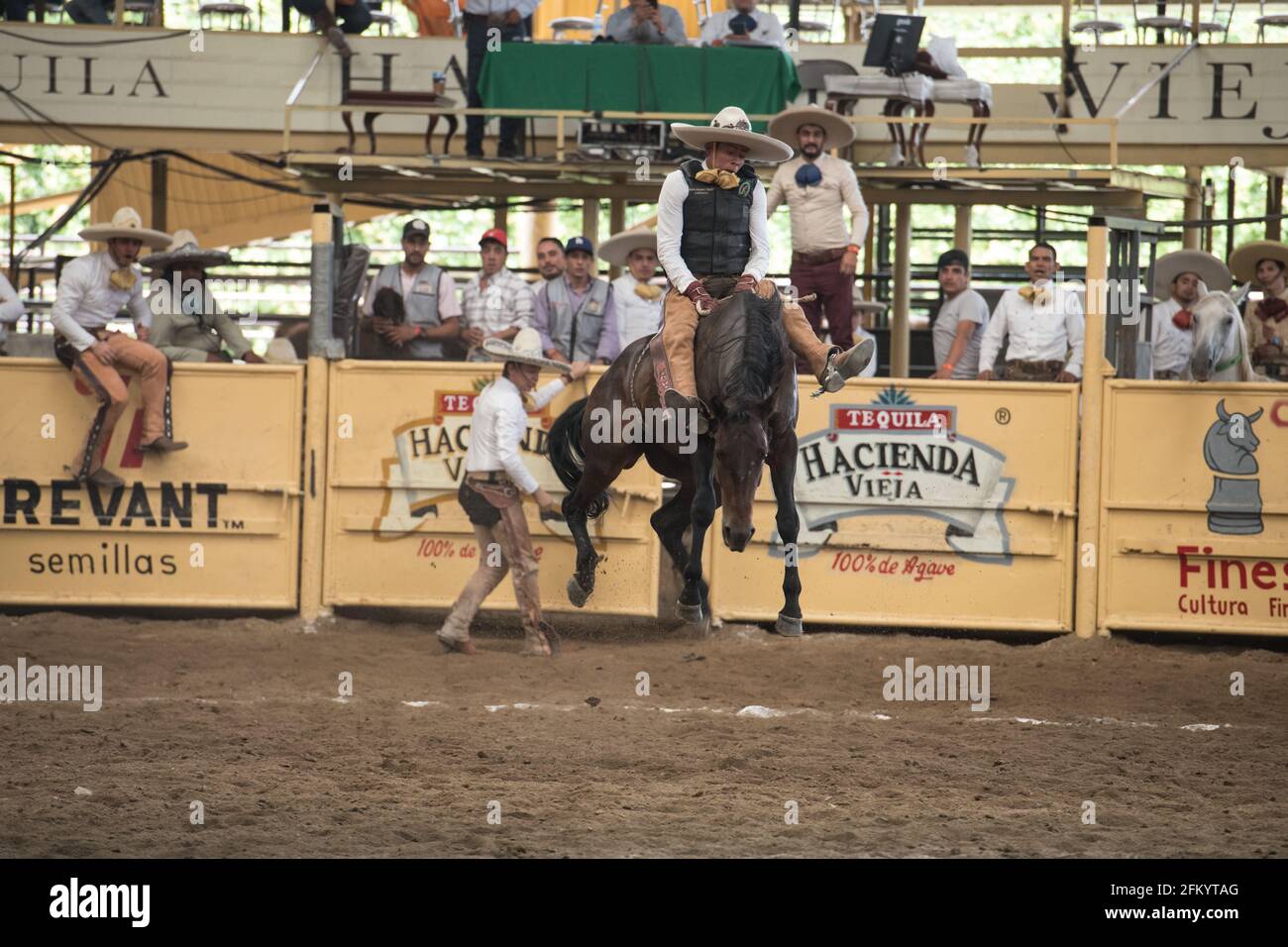 A charro showcases his skills in the thrilling bucking horse event at ...