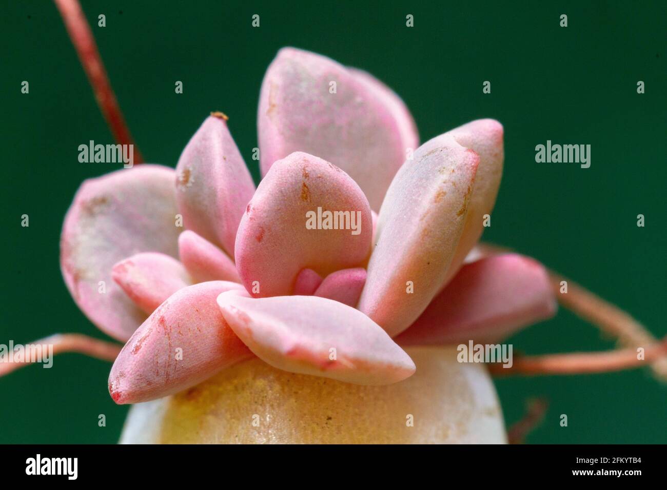 close-up picture of succulent plants, sprouting by leaves Stock Photo ...