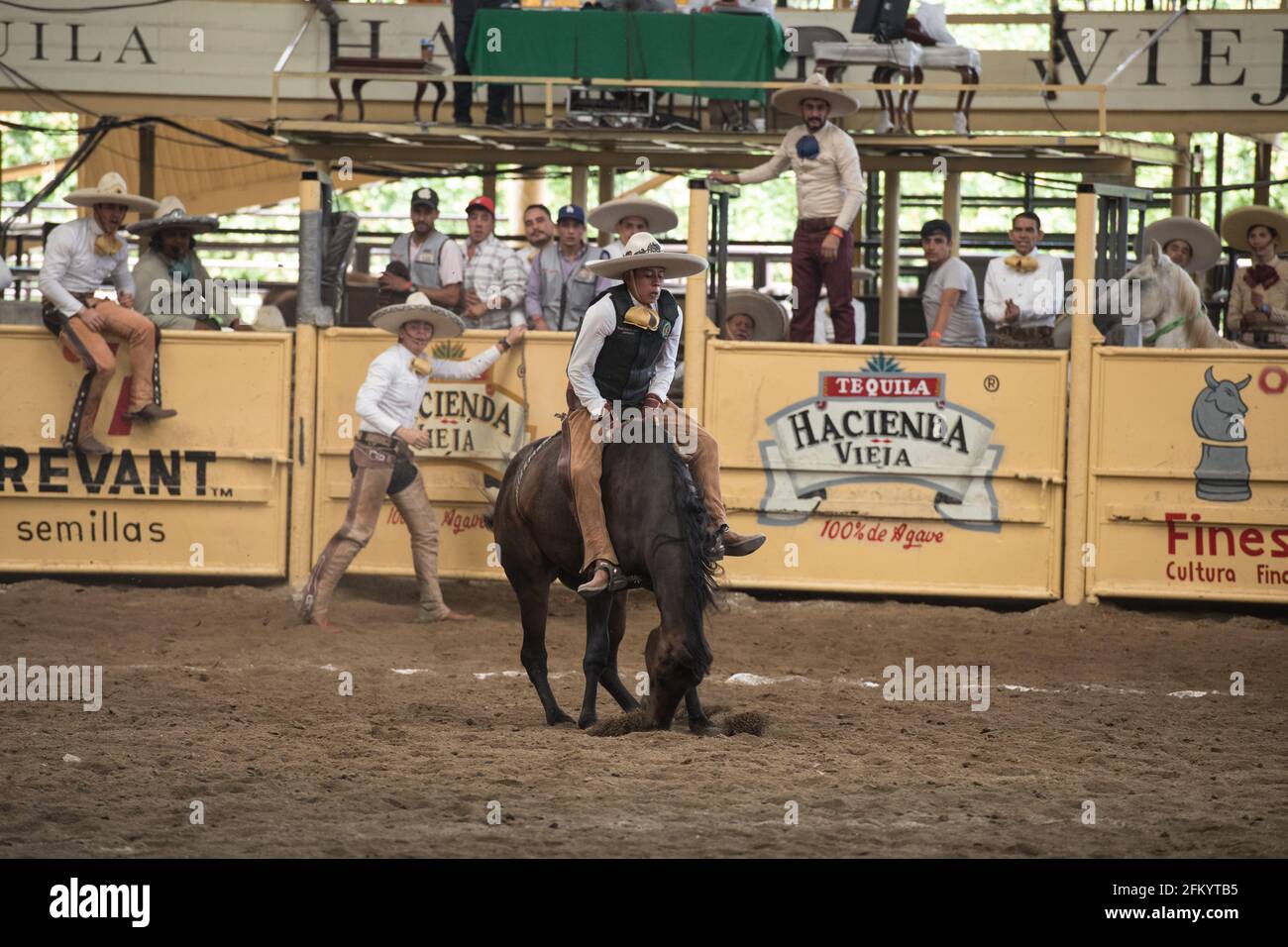 A charro showcases his skills in the thrilling bucking horse event at ...