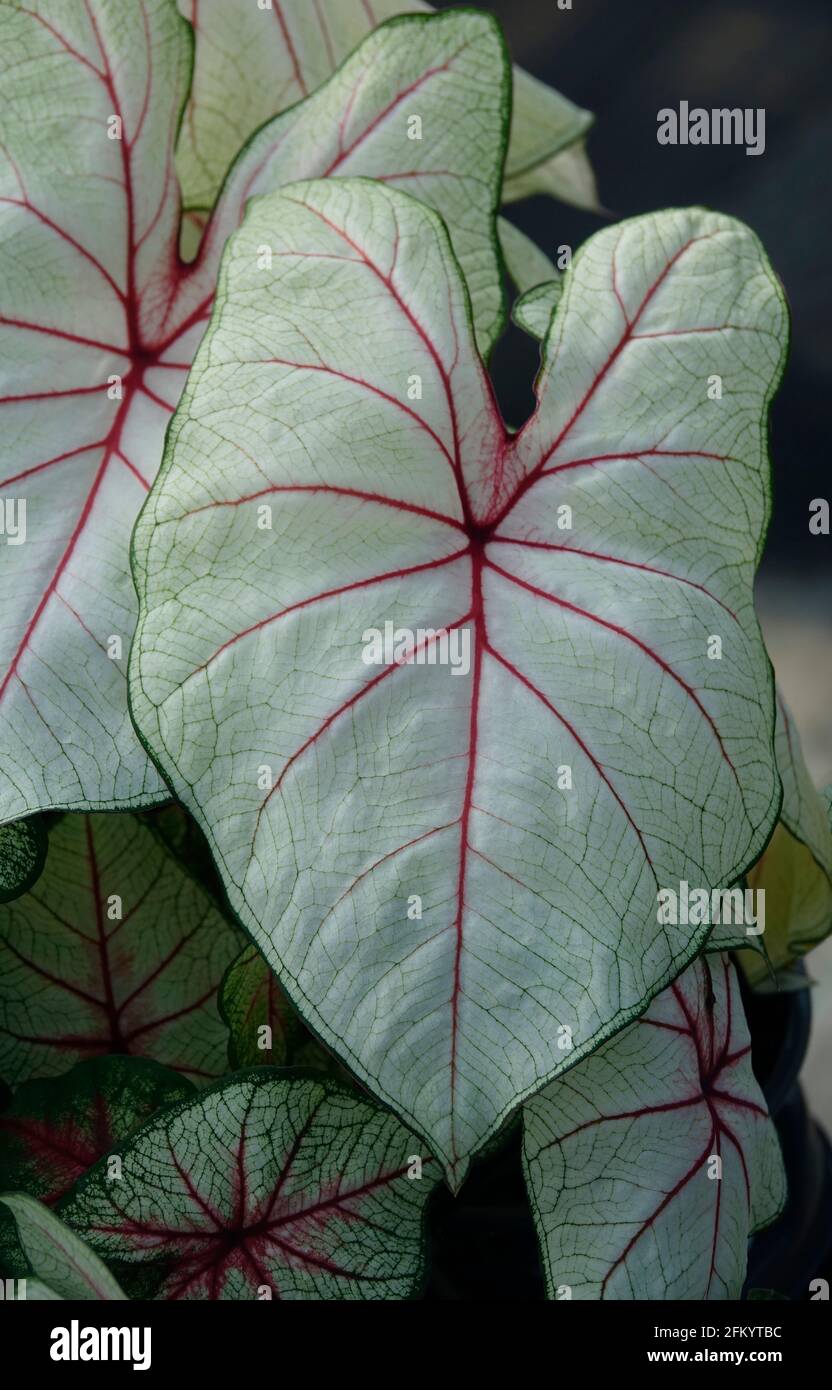 Large Leaf White Queen Caladium Plants Stock Photo - Alamy