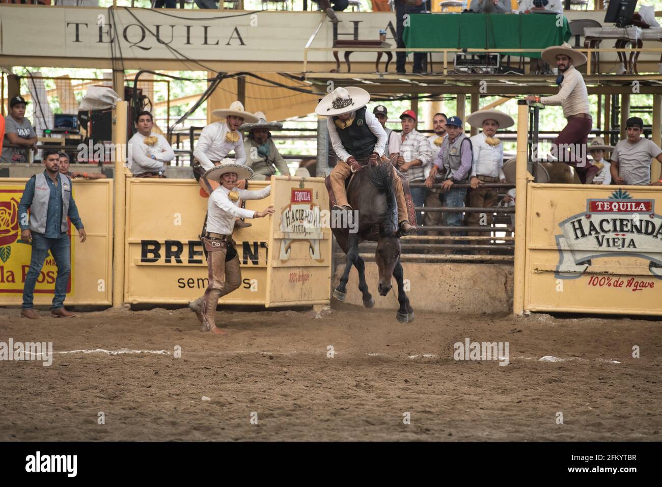 A charro showcases his skills in the thrilling bucking horse event at ...