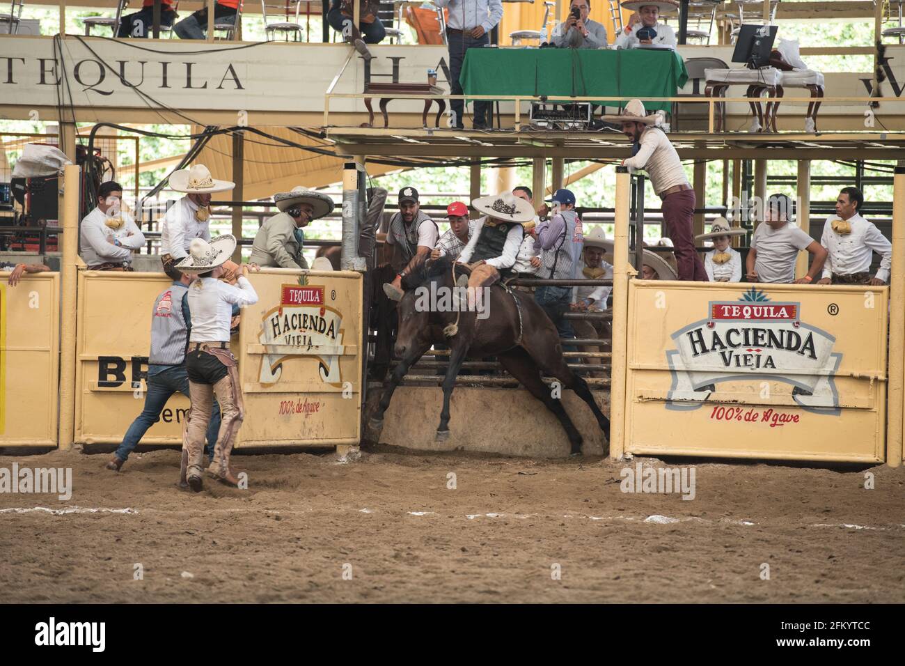 A charro showcases his skills in the thrilling bucking horse event at ...