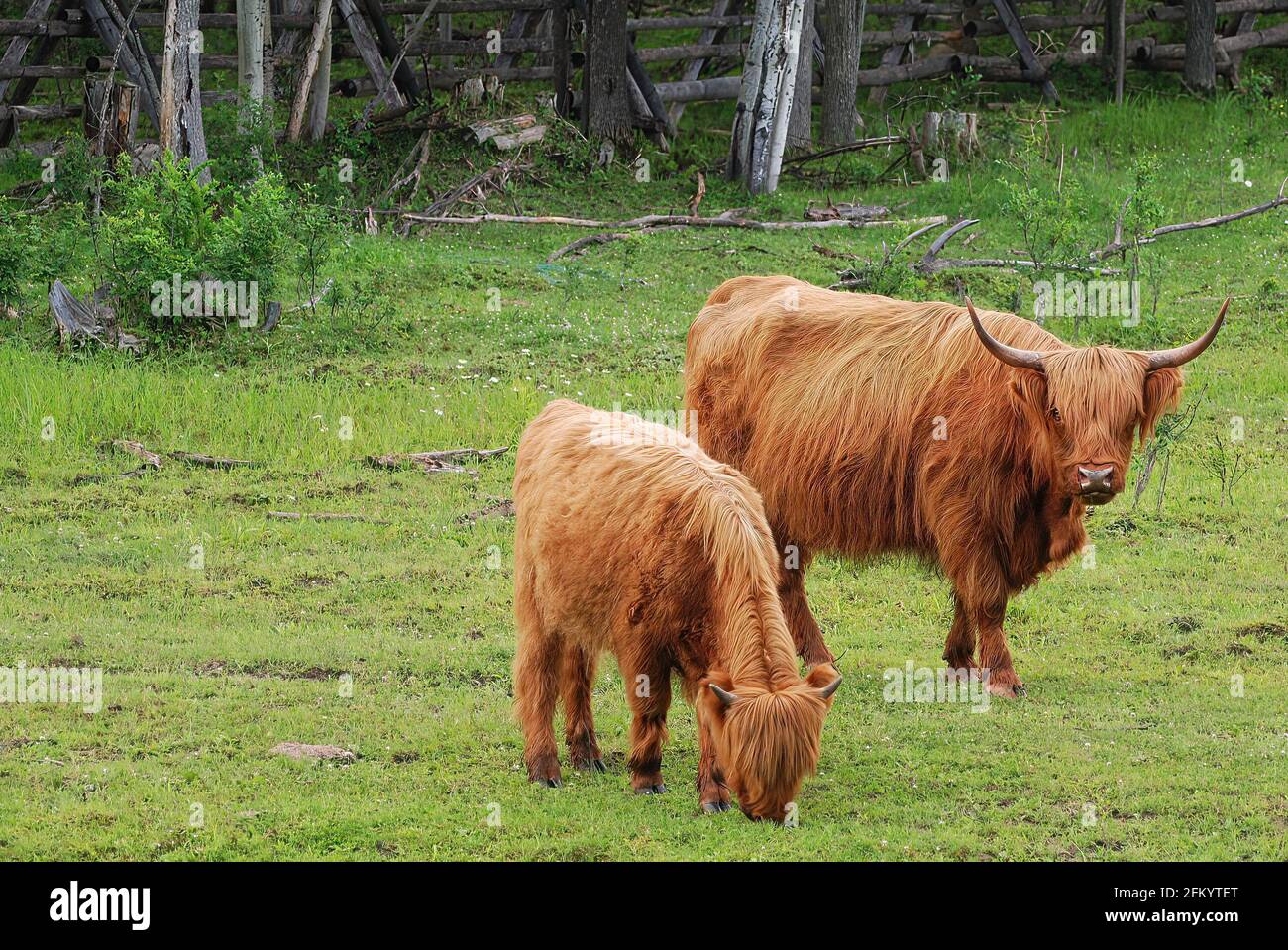 Highland cow breed with hairy shaggy coat hi-res stock photography and ...