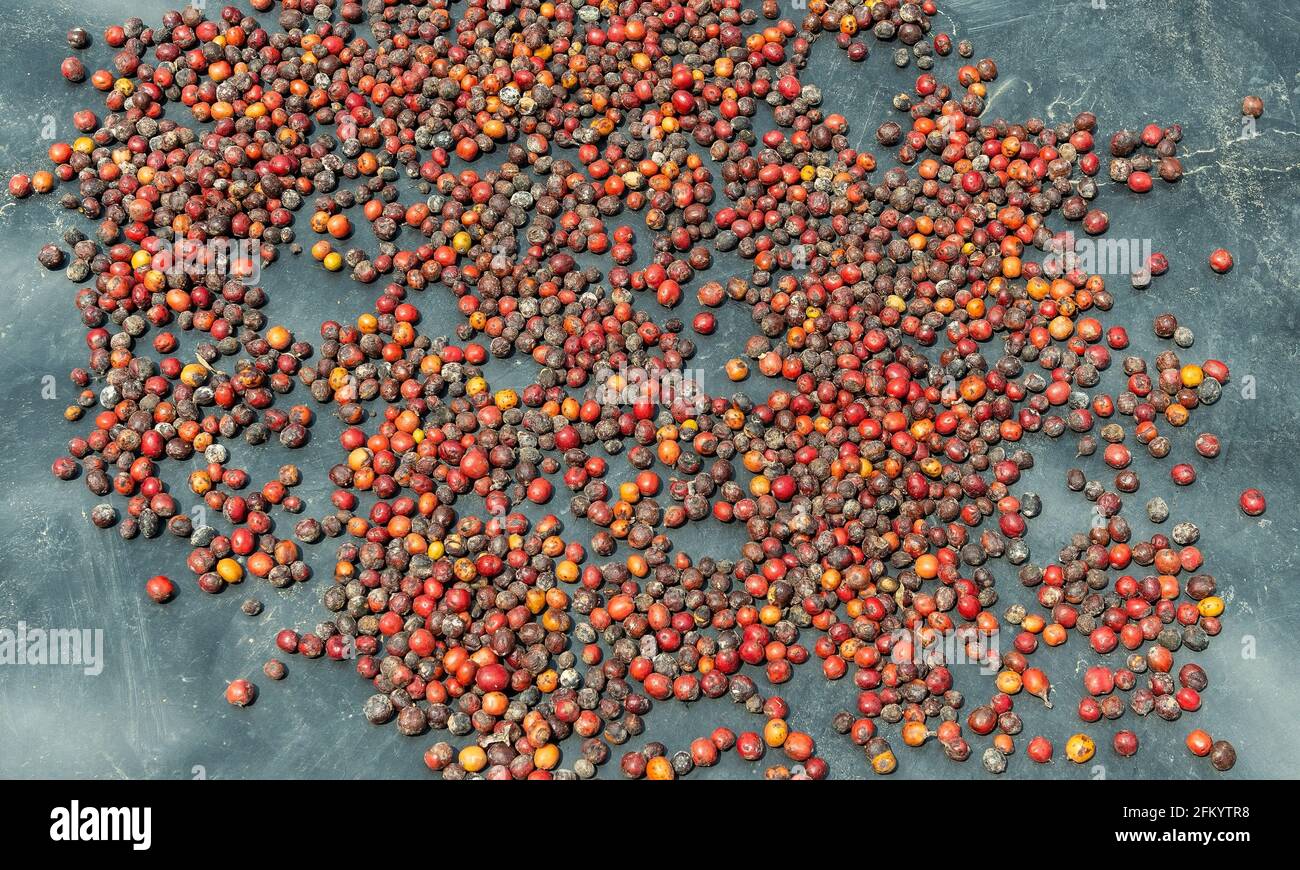 Arabica coffee (Coffea arabica) beans drying in the sun, Amazon ...