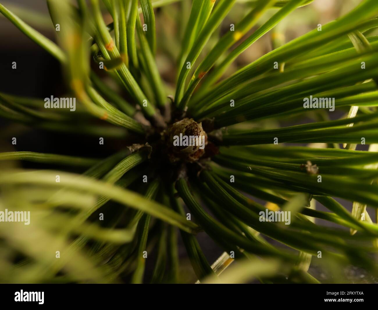 Needle shaped leaves hi-res stock photography and images - Alamy