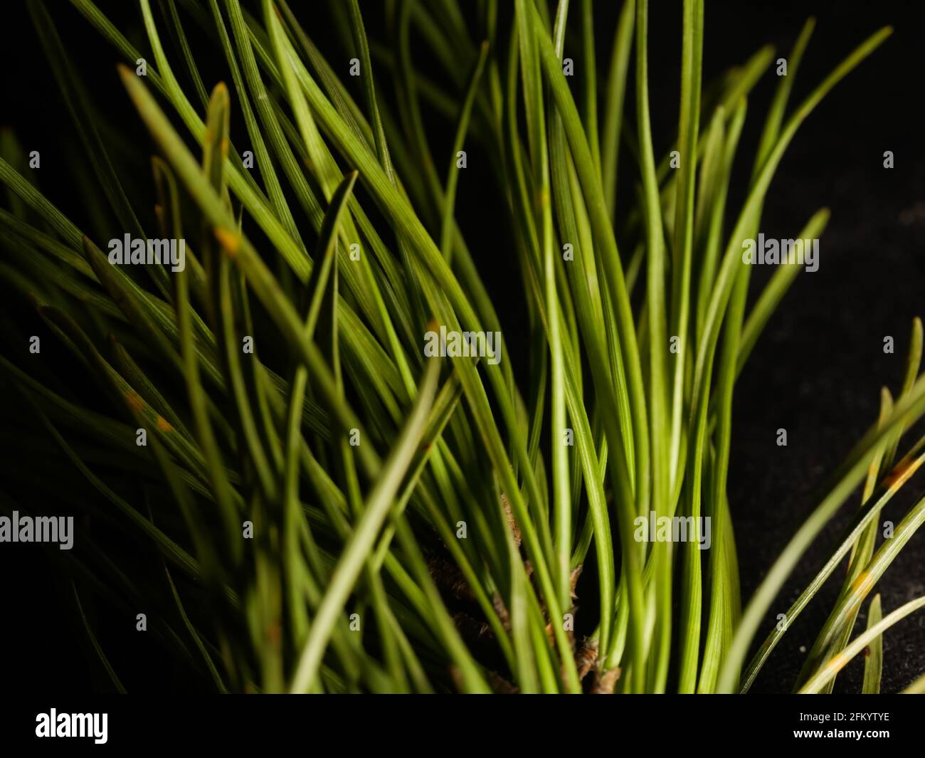 Needle shaped leaves hi-res stock photography and images - Alamy