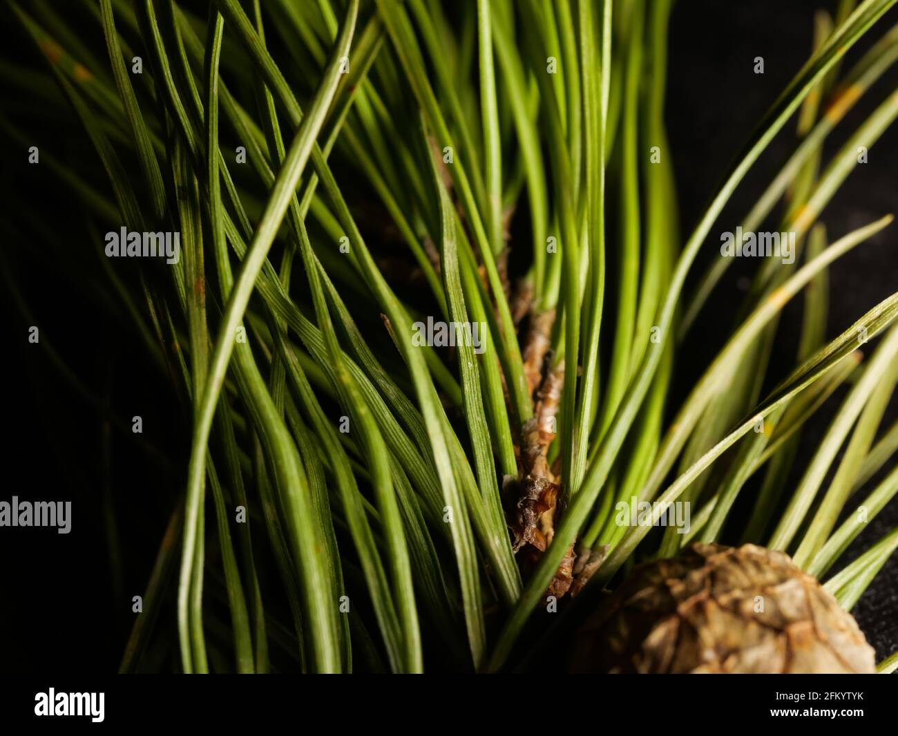 Needle shaped leaves hi-res stock photography and images - Alamy