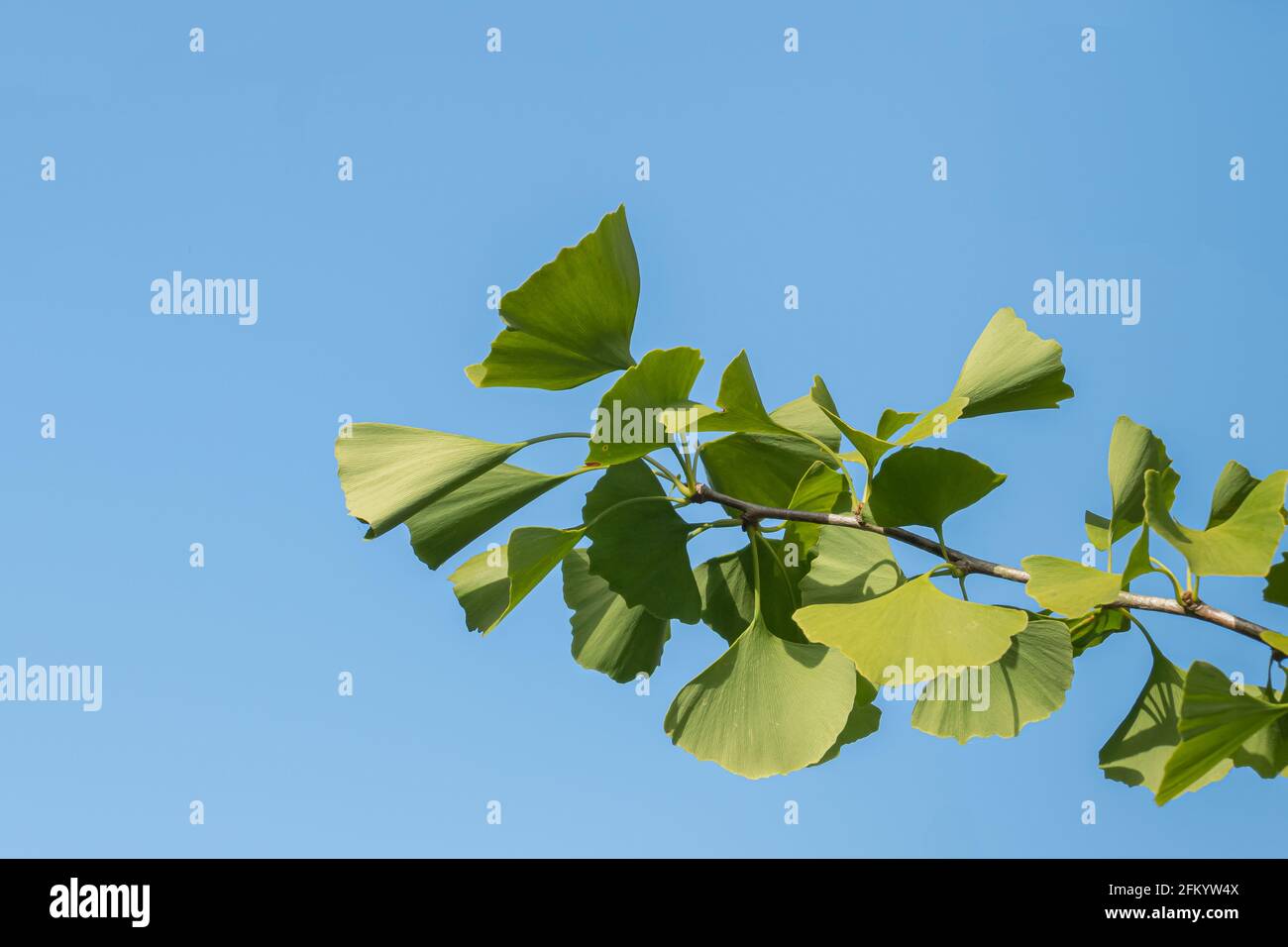 Ginkgo biloba l hi-res stock photography and images - Alamy