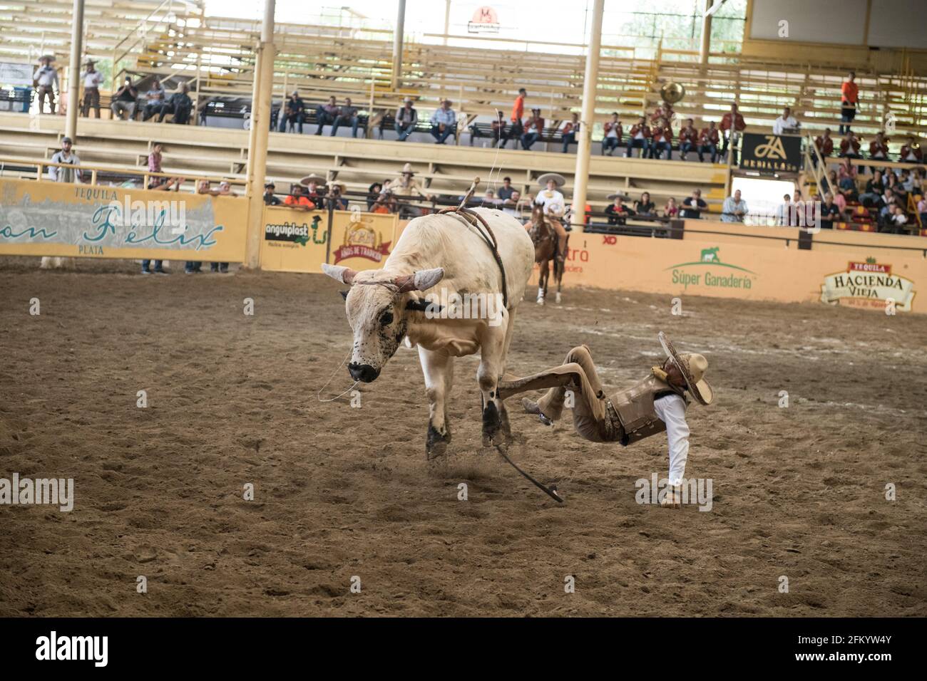 A daring charro holds on tight during the exhilarating bull riding ...