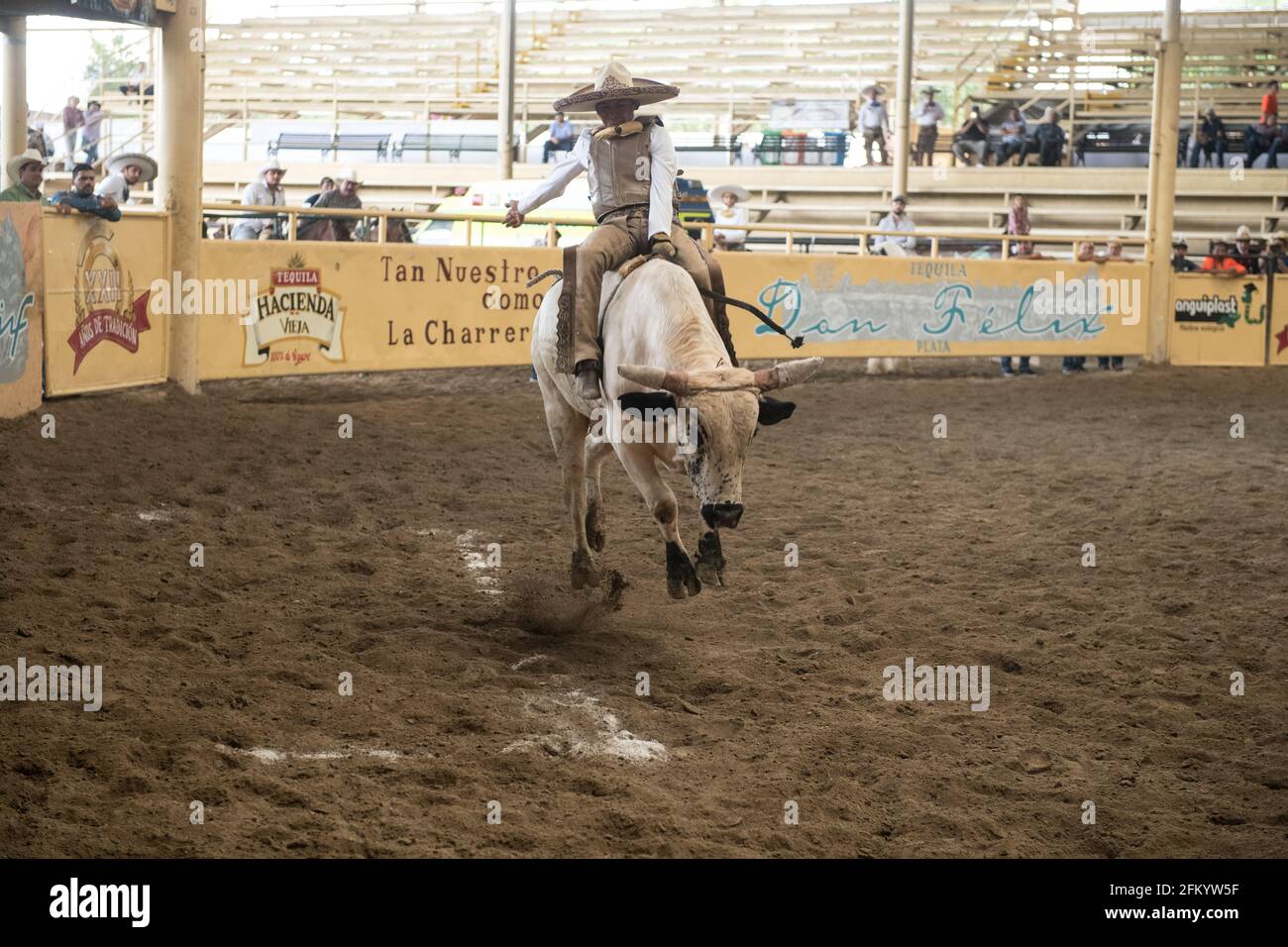 A daring charro holds on tight during the exhilarating bull riding ...