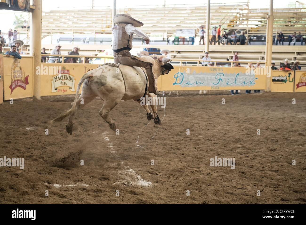 A daring charro holds on tight during the exhilarating bull riding ...