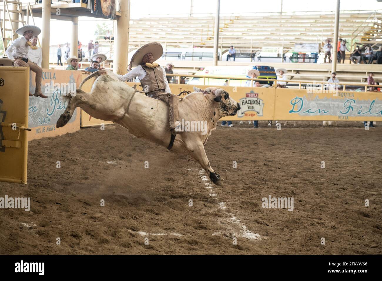 A daring charro holds on tight during the exhilarating bull riding ...