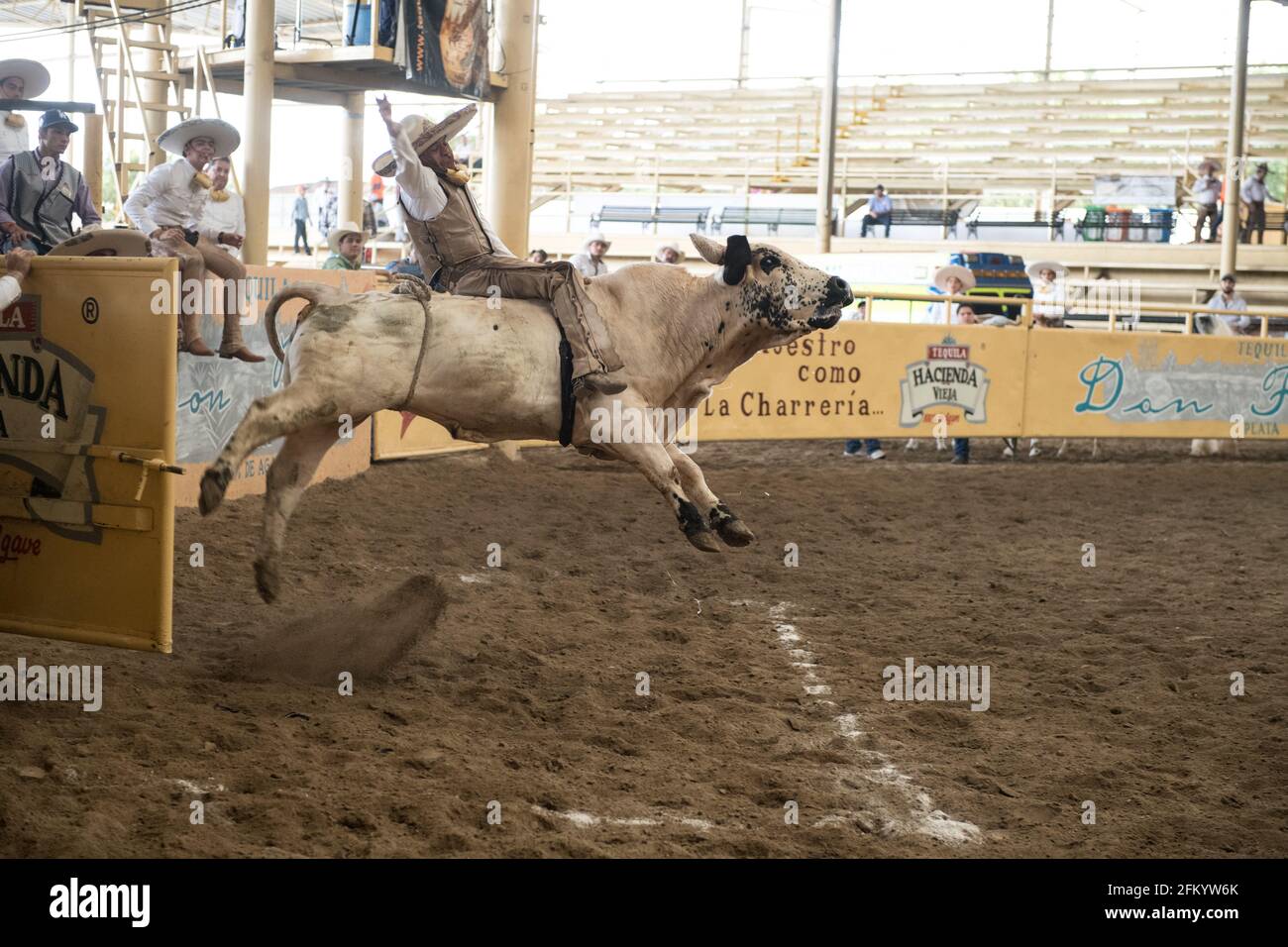 A daring charro holds on tight during the exhilarating bull riding ...