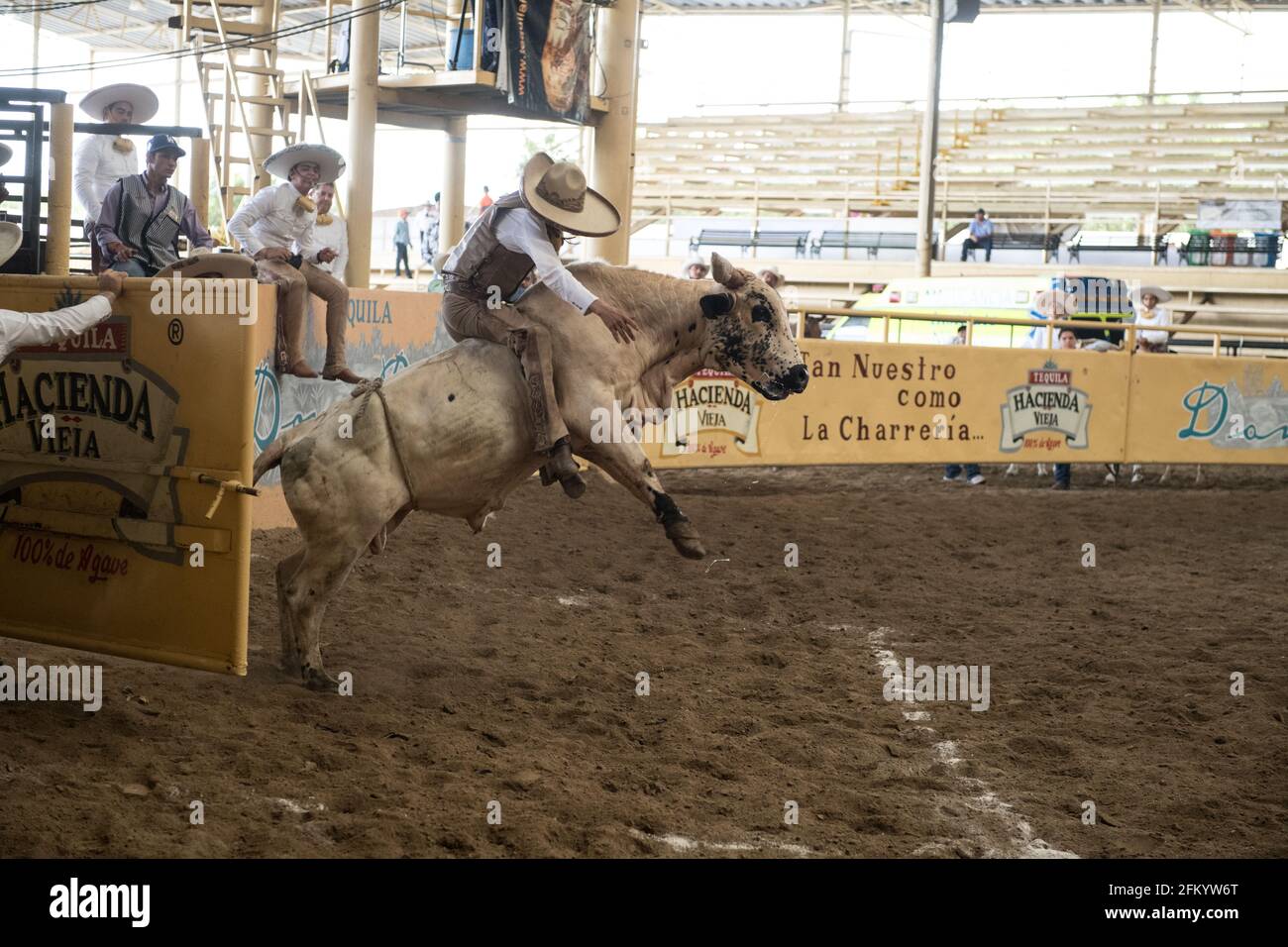 A daring charro holds on tight during the exhilarating bull riding ...