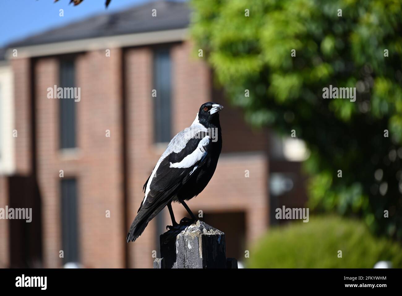 Magpies In The Garden High Resolution Stock Photography and Images - Alamy