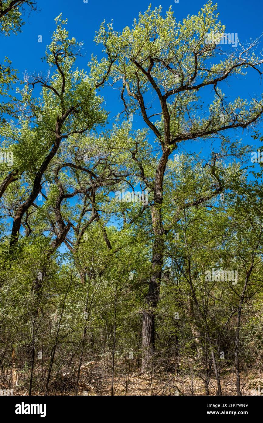 Spring amongst the cottonwood trees on the Rio Grande bosque in ...