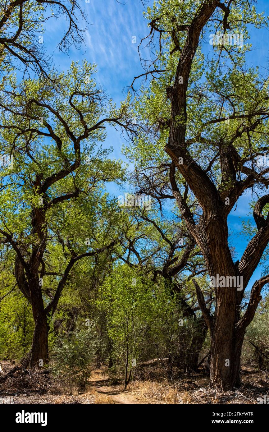 Spring amongst the cottonwood trees on the Rio Grande bosque in ...