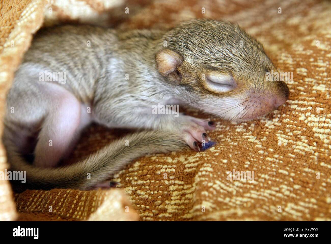 Tigiwinkles wildlife hospital in Buckinghamshire Baby Squirrel pic ...