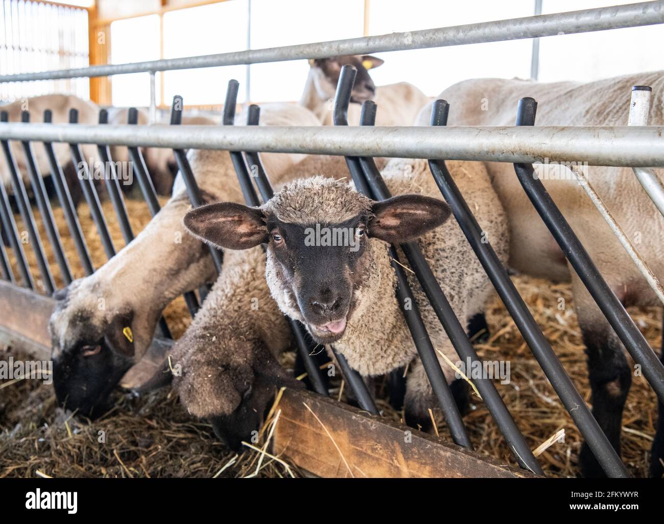 Sheep killing hi-res stock photography and images - Alamy