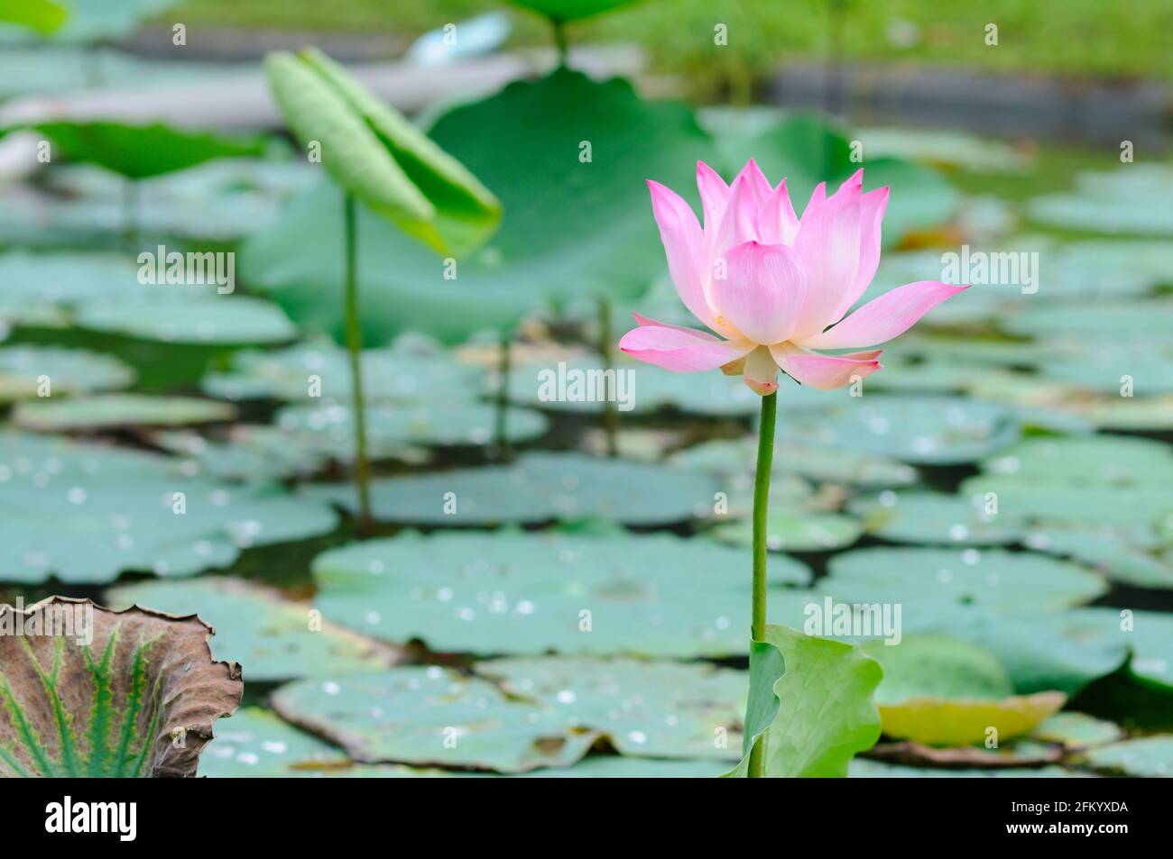 Beautiful Big Pink Lotus Stock Photo - Alamy