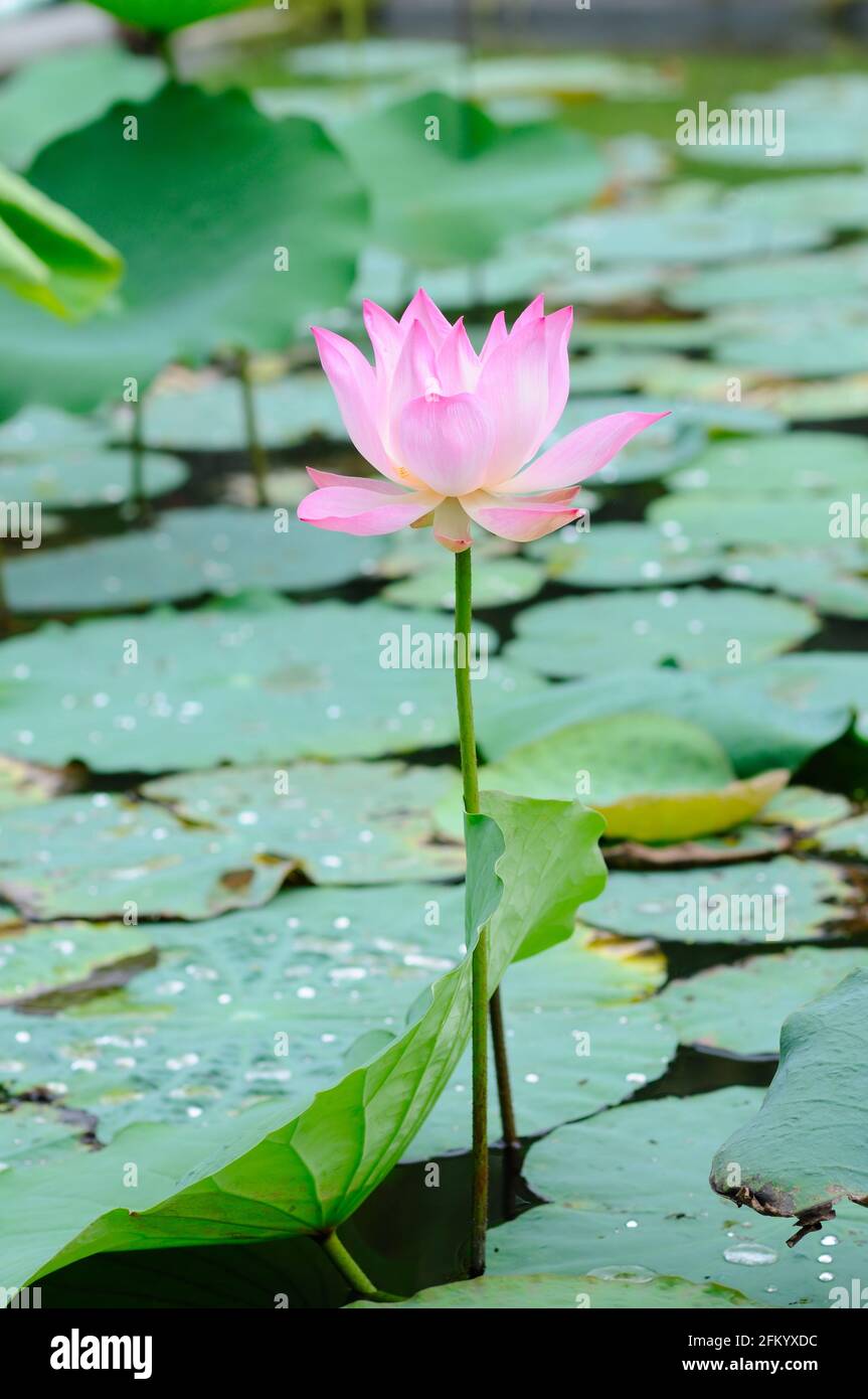 Tall lotus hi-res stock photography and images - Alamy