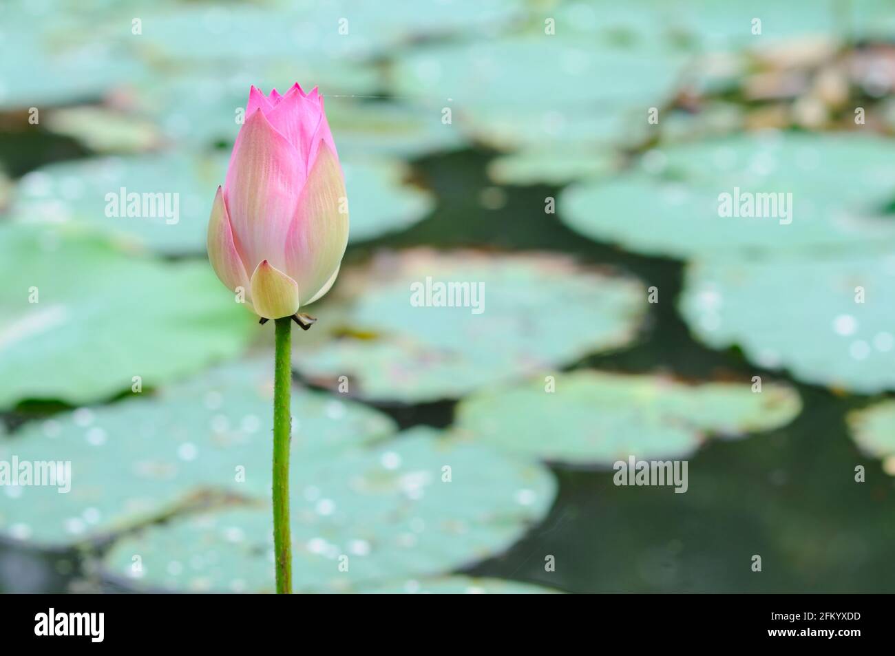 Pink lotus bud hi-res stock photography and images - Alamy