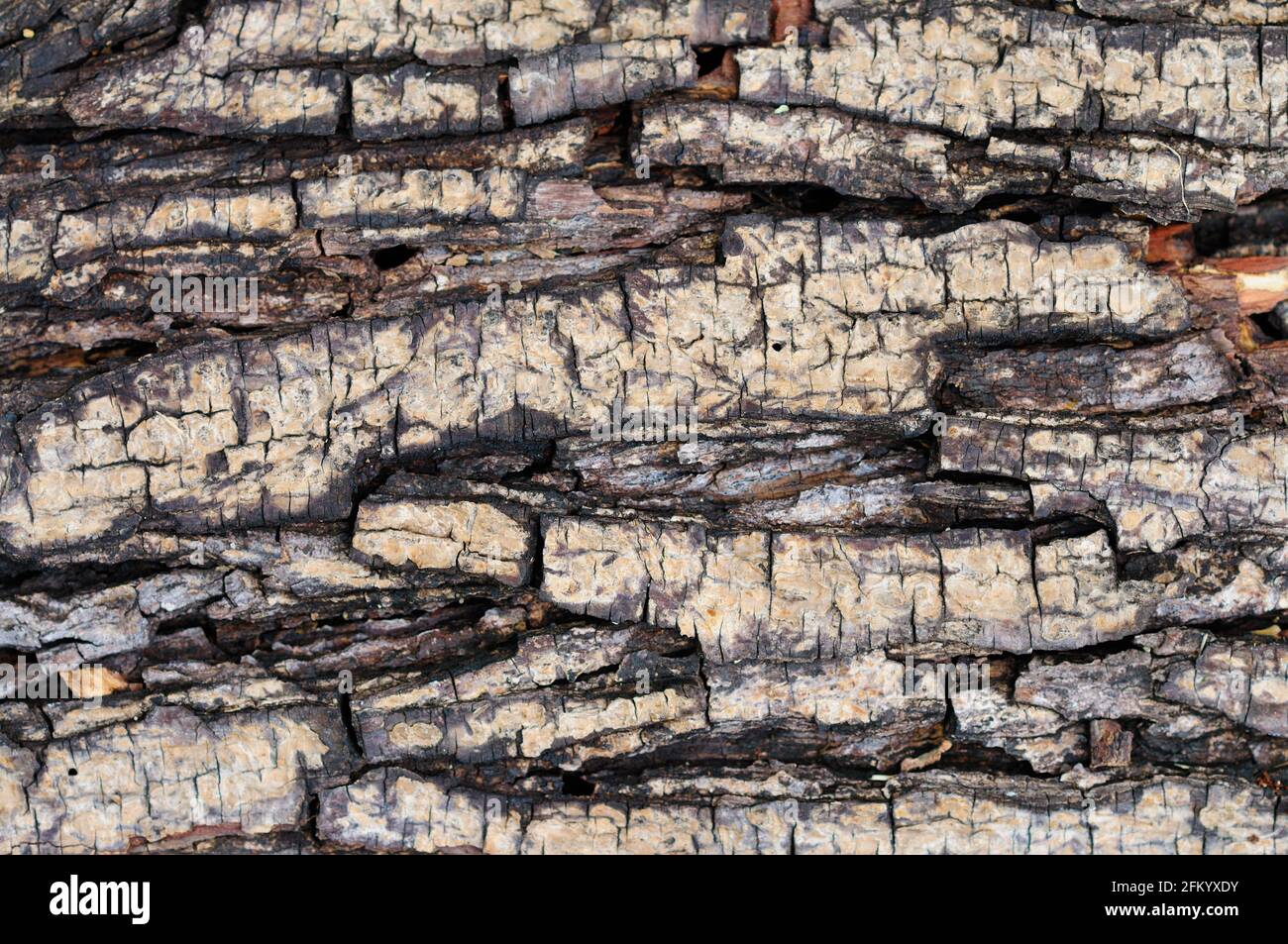 Rough Tree Bark Texture Stock Photo - Alamy