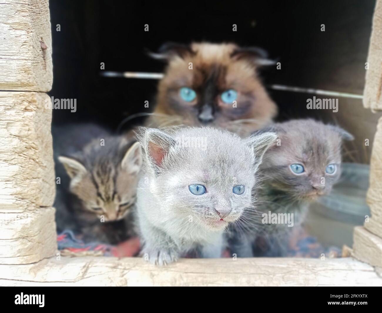 Two british kittens isolated hi-res stock photography and images - Alamy