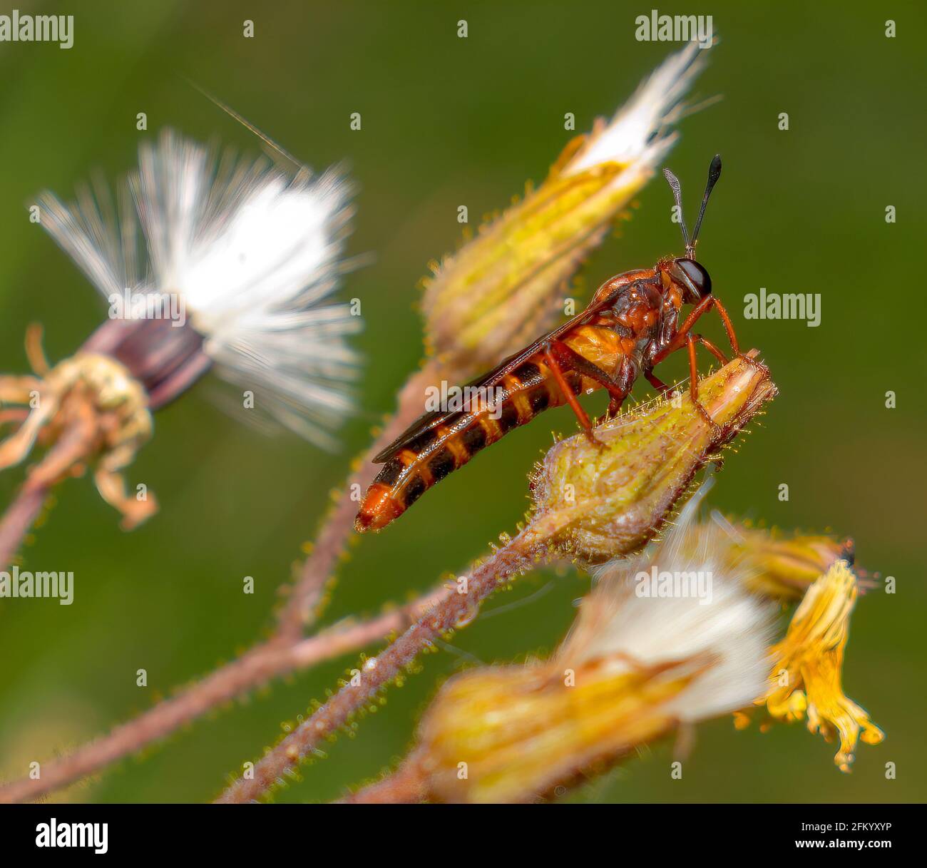 Black orange assassin bug hi-res stock photography and images - Alamy
